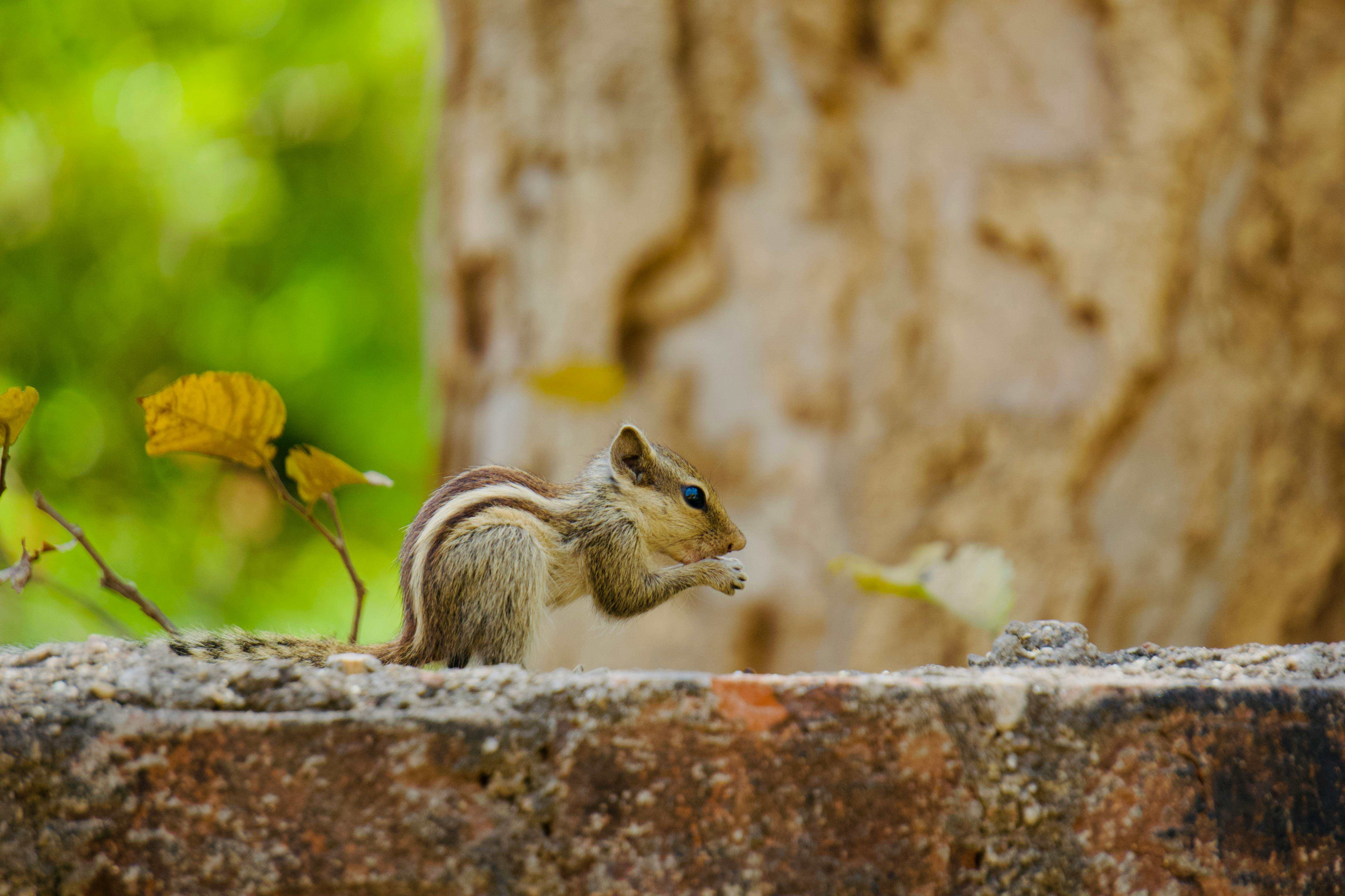 Close-up of a Chipmunk in a Park · Free Stock Photo