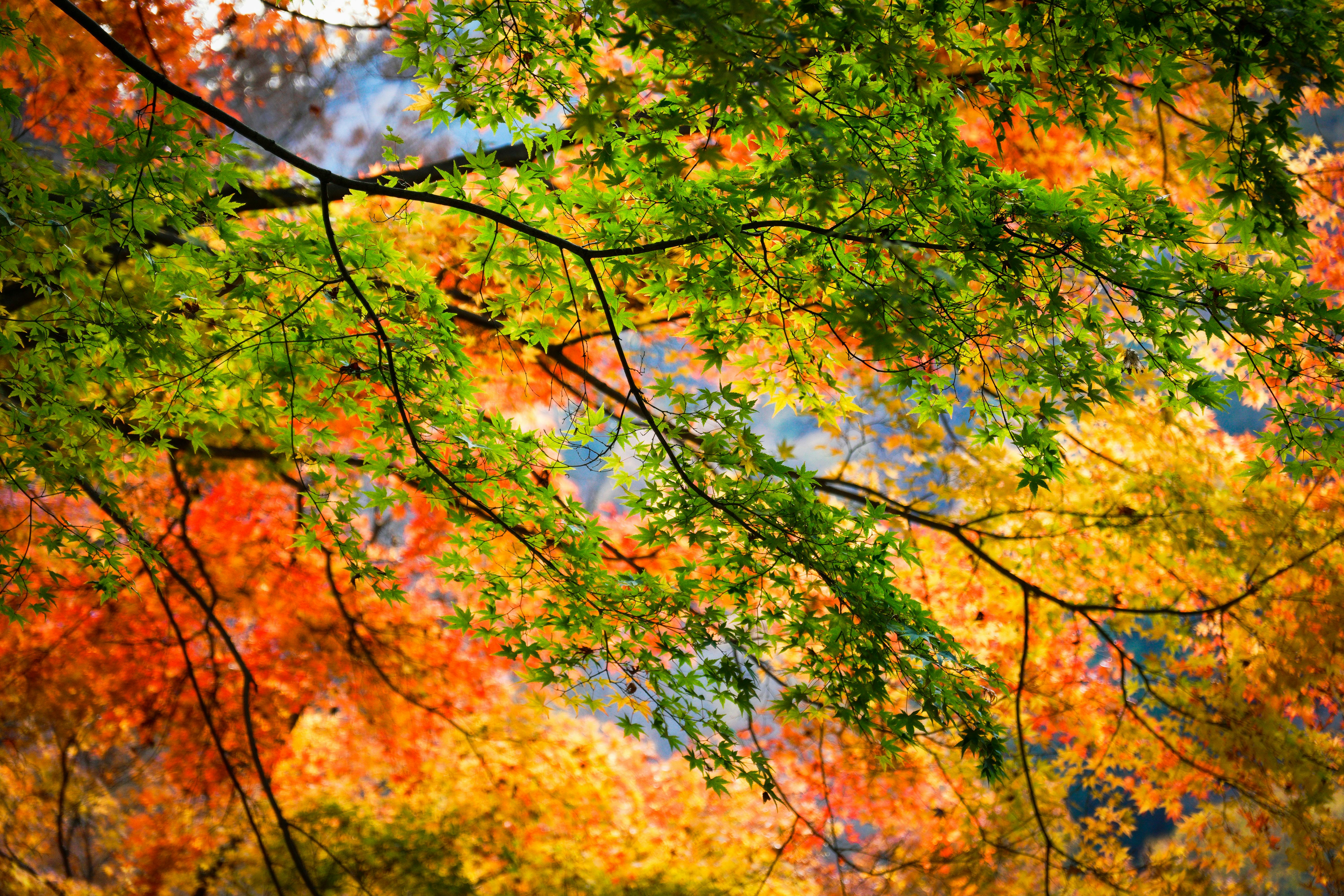 Colorful Tree Branches During Autumn · Free Stock Photo