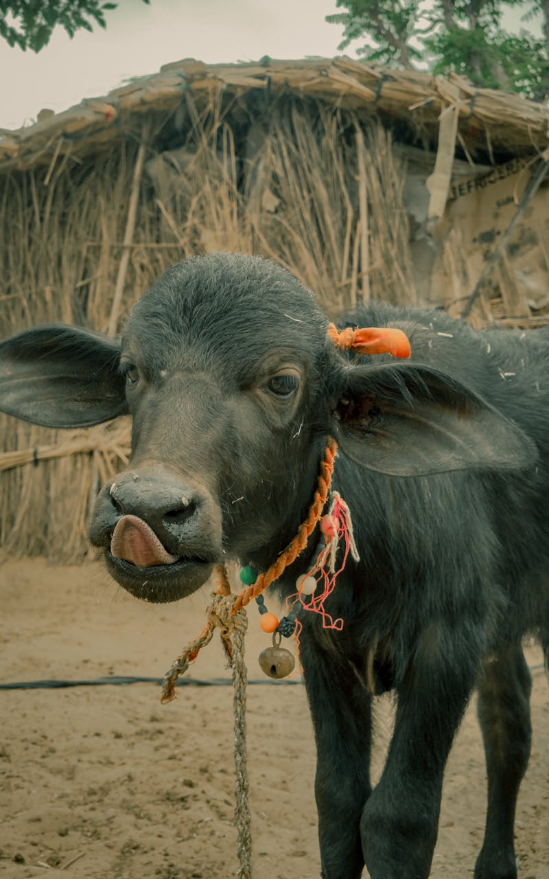 Indian Buffalo Photos, Download The BEST Free Indian Buffalo Stock ...