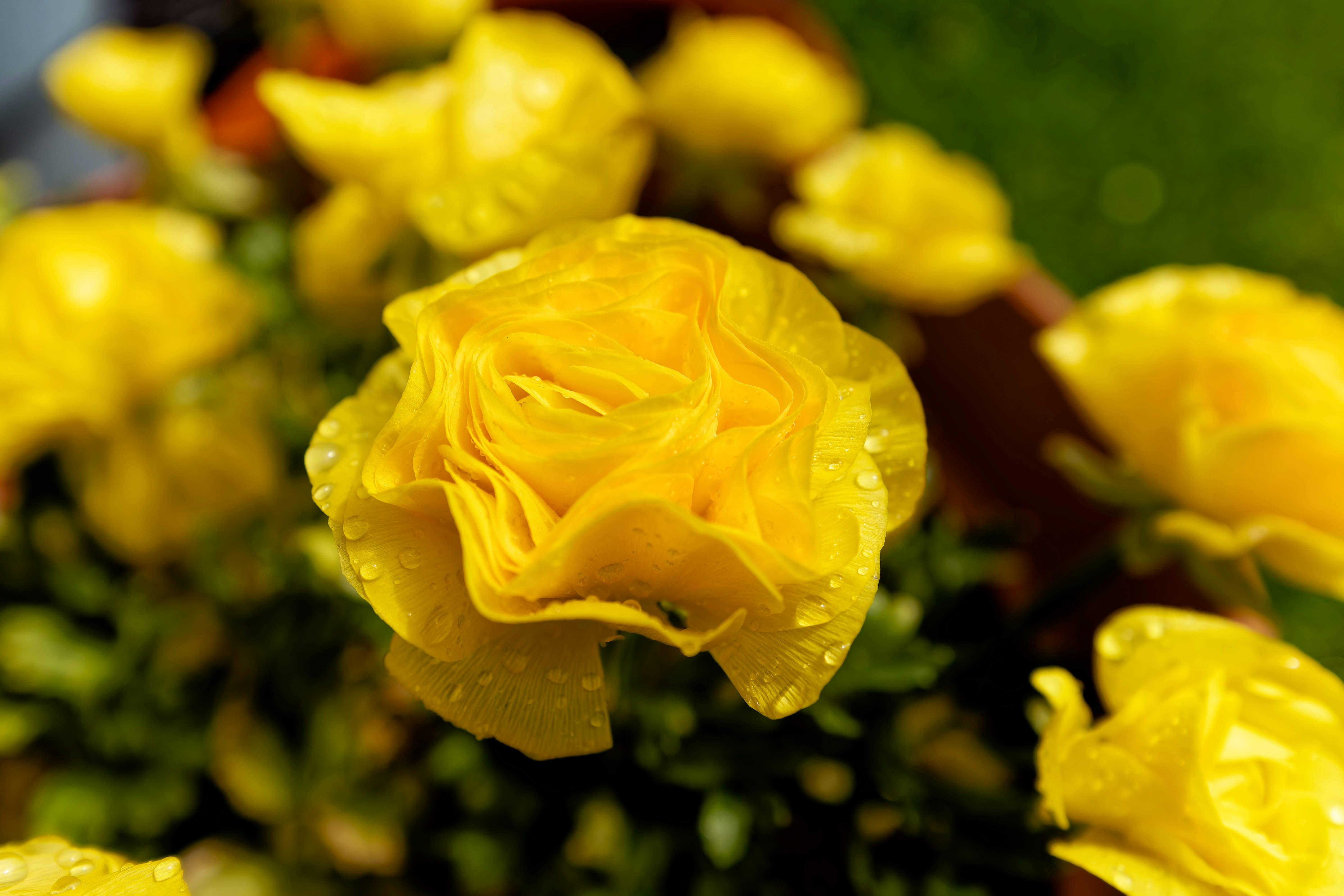 Yellow Ranunculus Flowers · Free Stock Photo