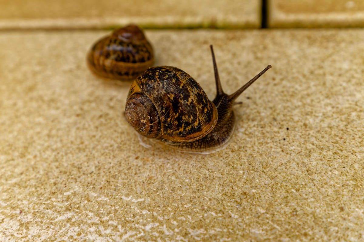 Snails Photos, Download The BEST Free Snails Stock Photos & HD Images