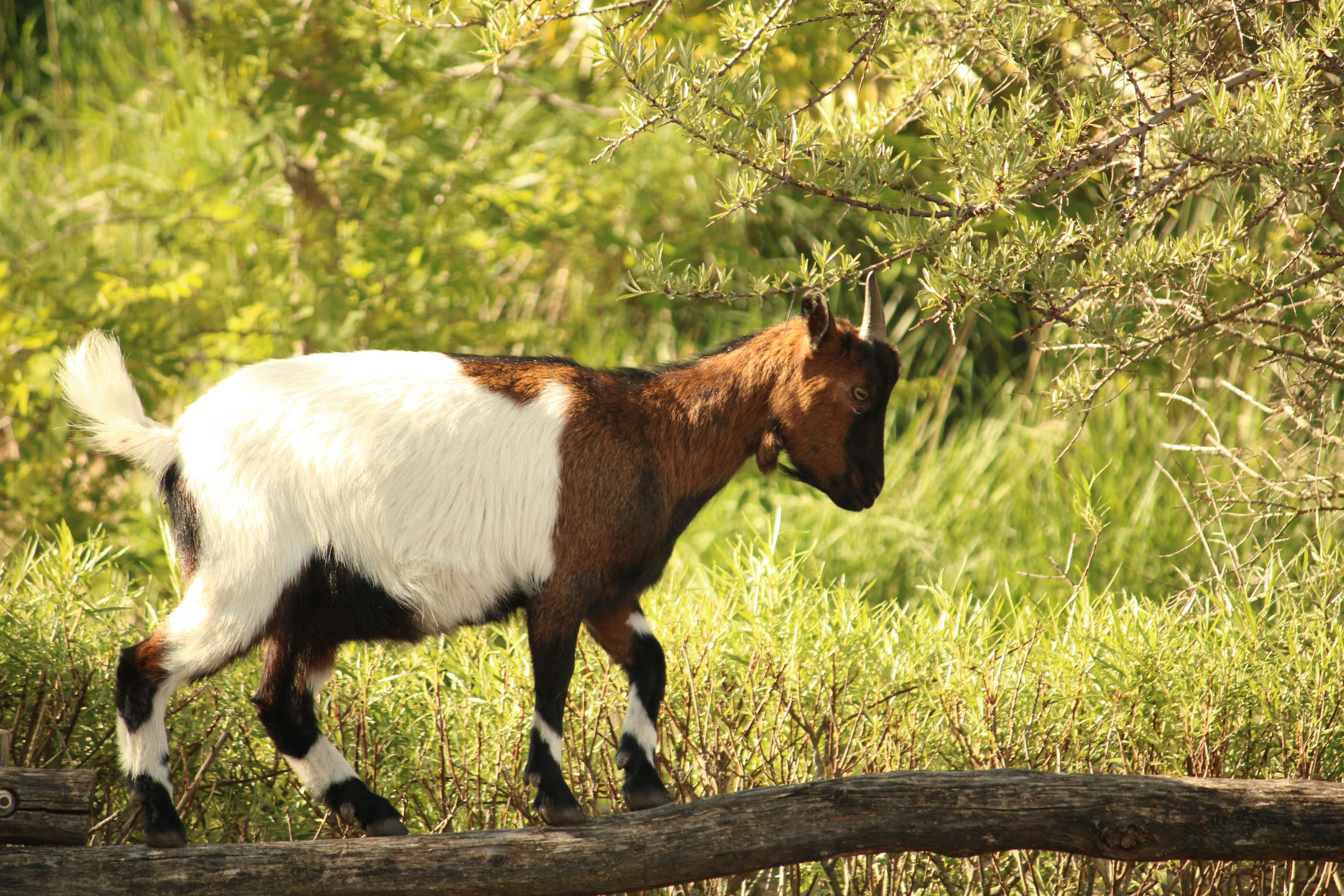 Goat Walking on a Branch Against Greenery Background · Free Stock Photo