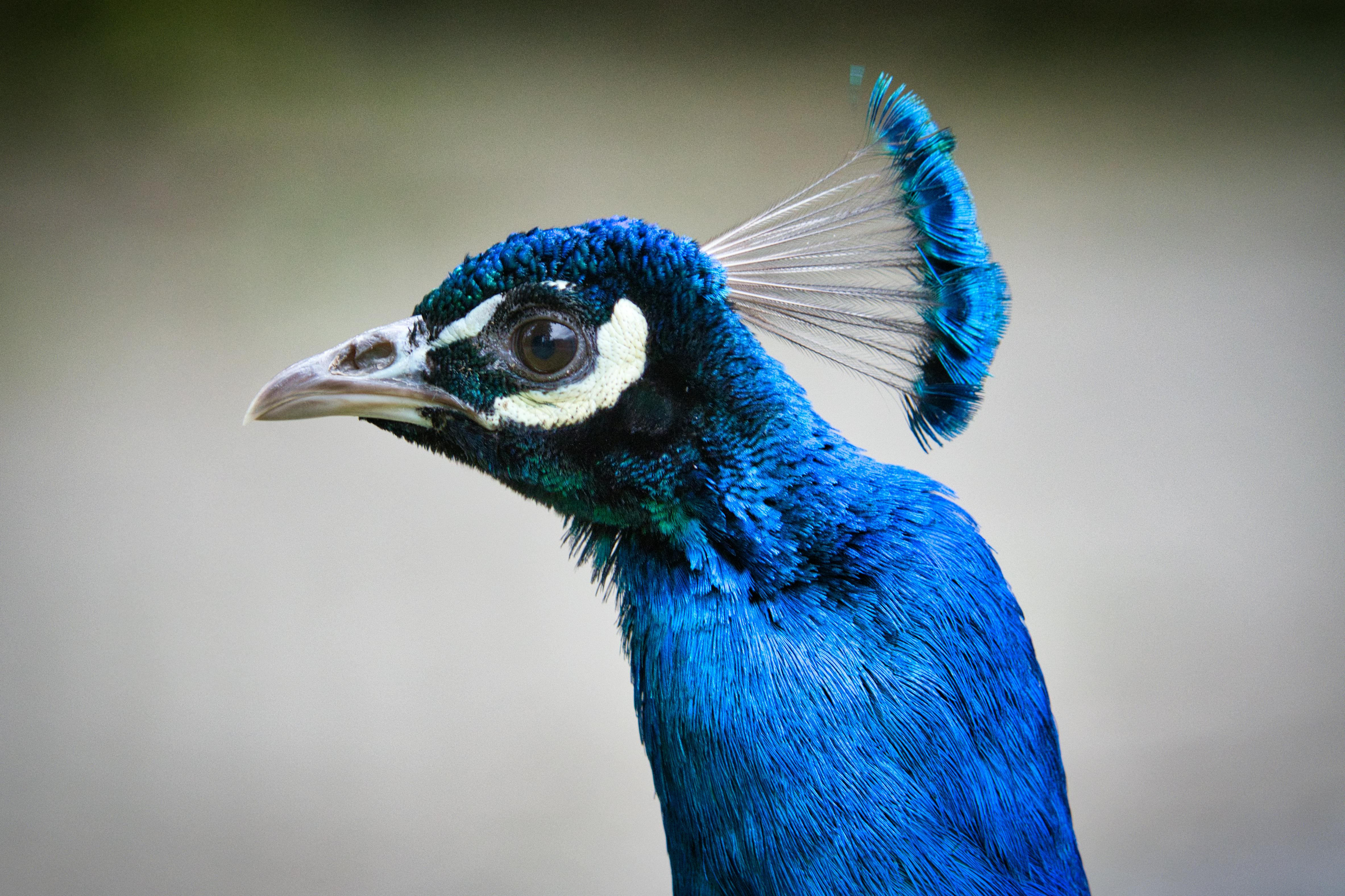 Close-up on Pavonini Bird Side Profile · Free Stock Photo