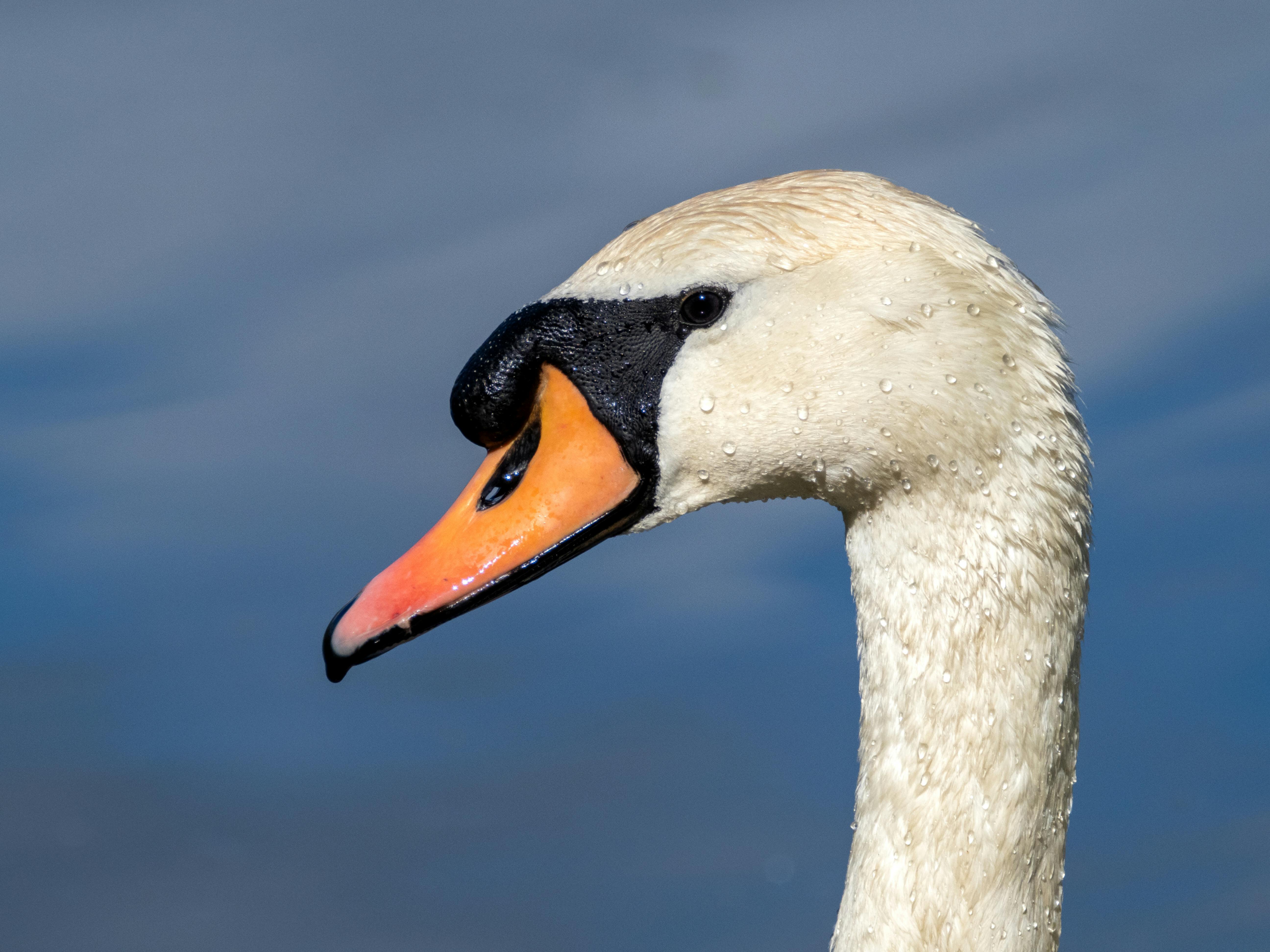 Side View of a Swan · Free Stock Photo
