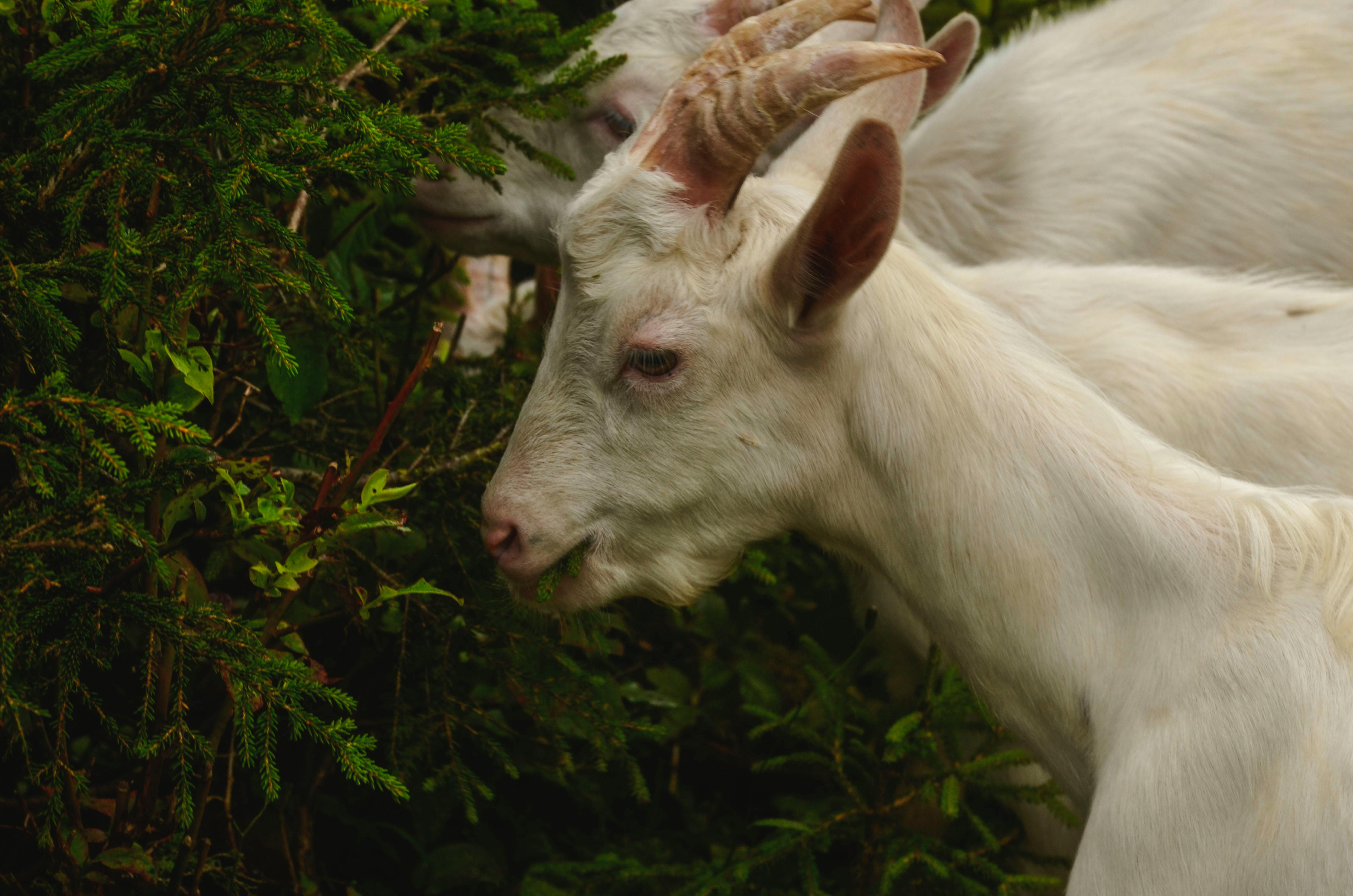 Portrait of a Goat Feeding Outdoors · Free Stock Photo