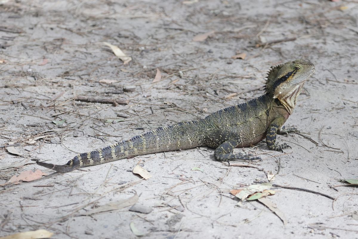 Monitor Lizards of Australia: Fun Facts and Amazing Habits