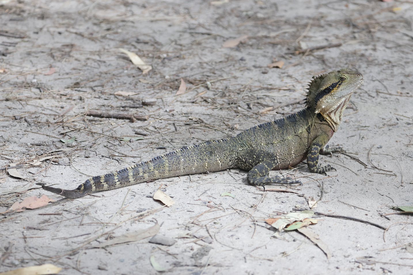 Monitor Lizards of Australia: Fun Facts and Amazing Habits