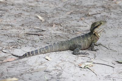 Yellow Spotted Monitor: Care, Habitat & Facts Guide