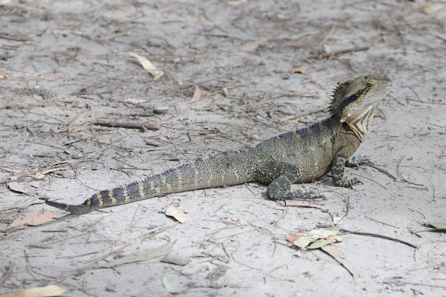 Unveiling the Elusive Dingo: Biology, Behavior, and Habitat