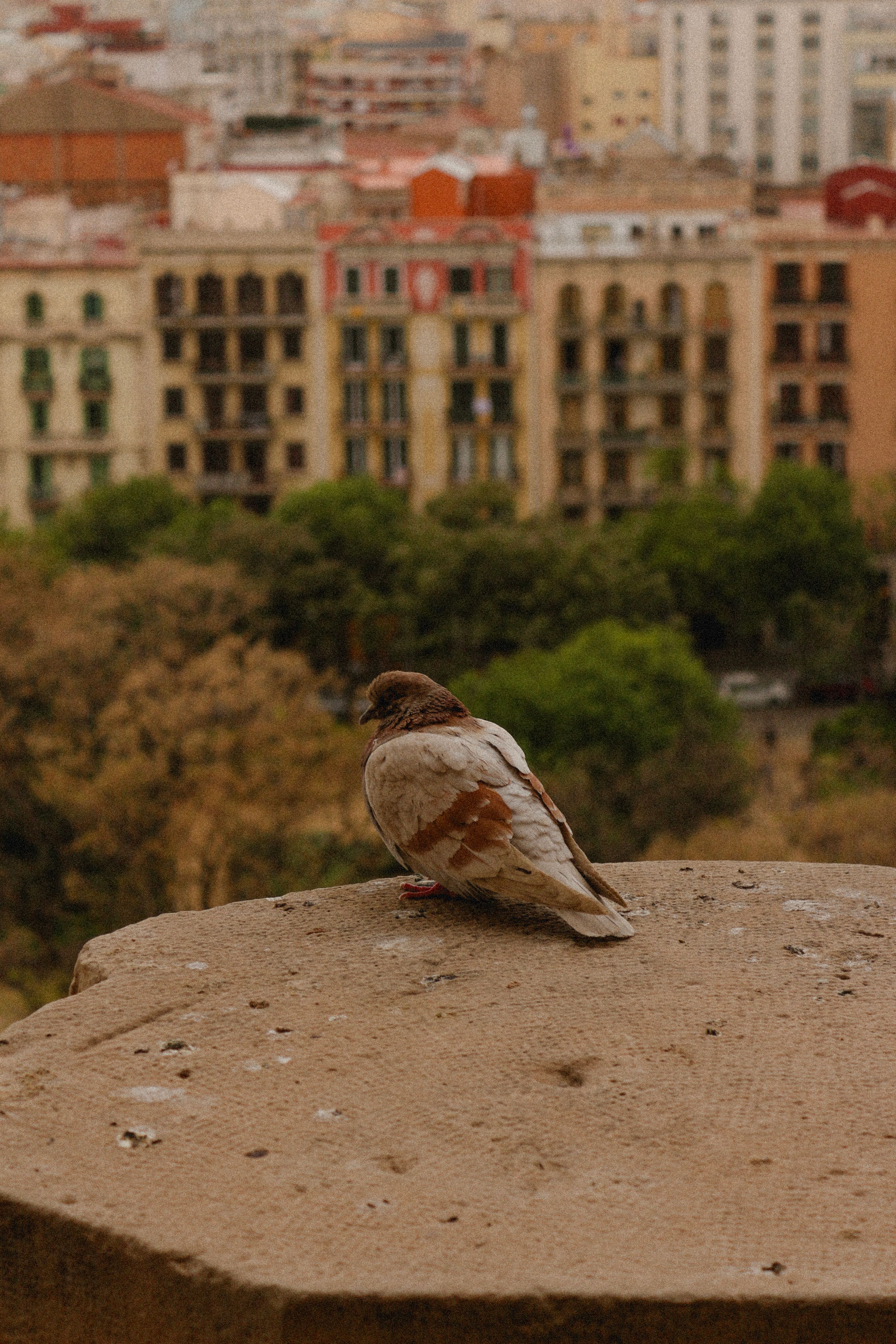 A bird sitting on a ledge overlooking a city · Free Stock Photo