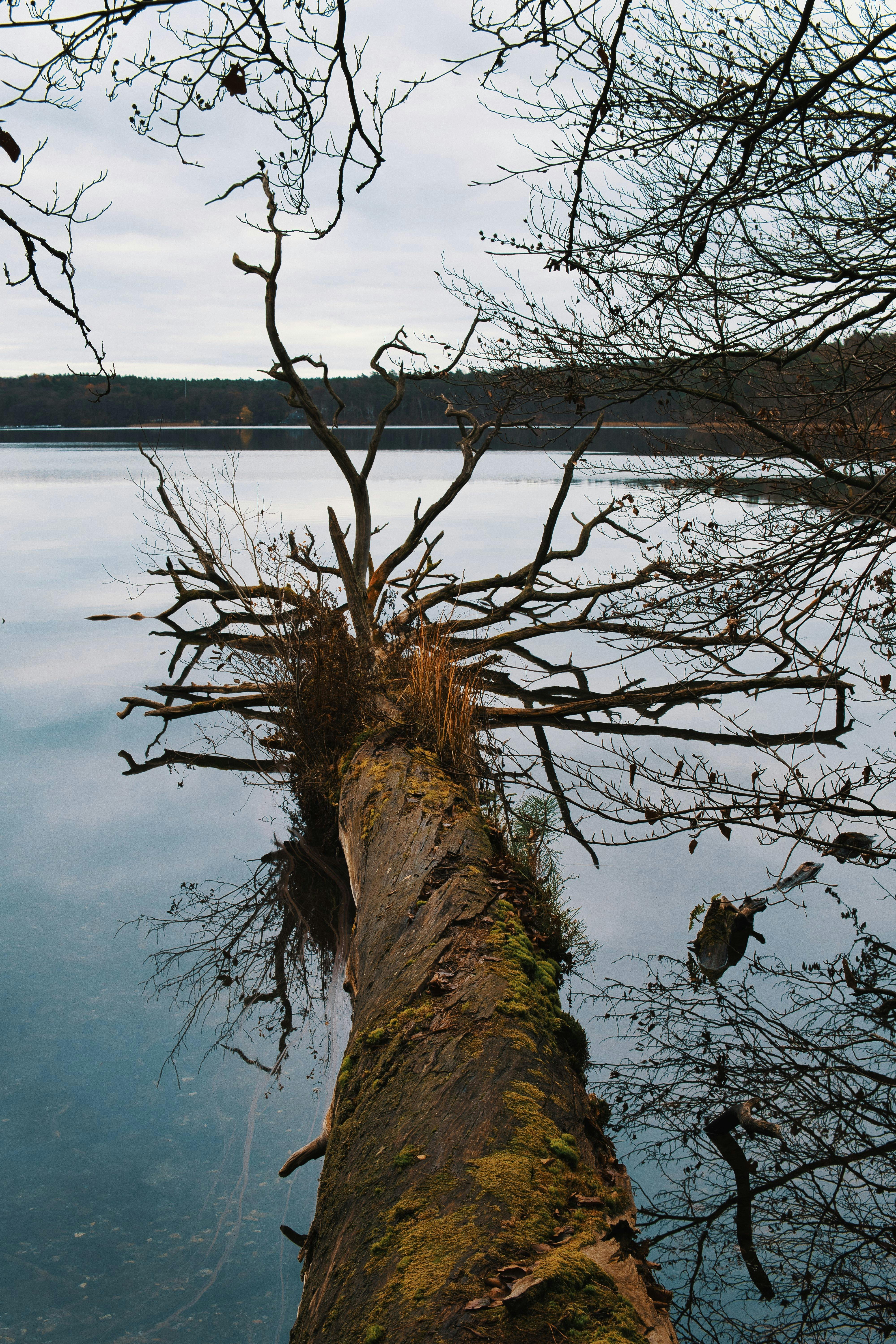 Fallen Tree in the Lake · Free Stock Photo