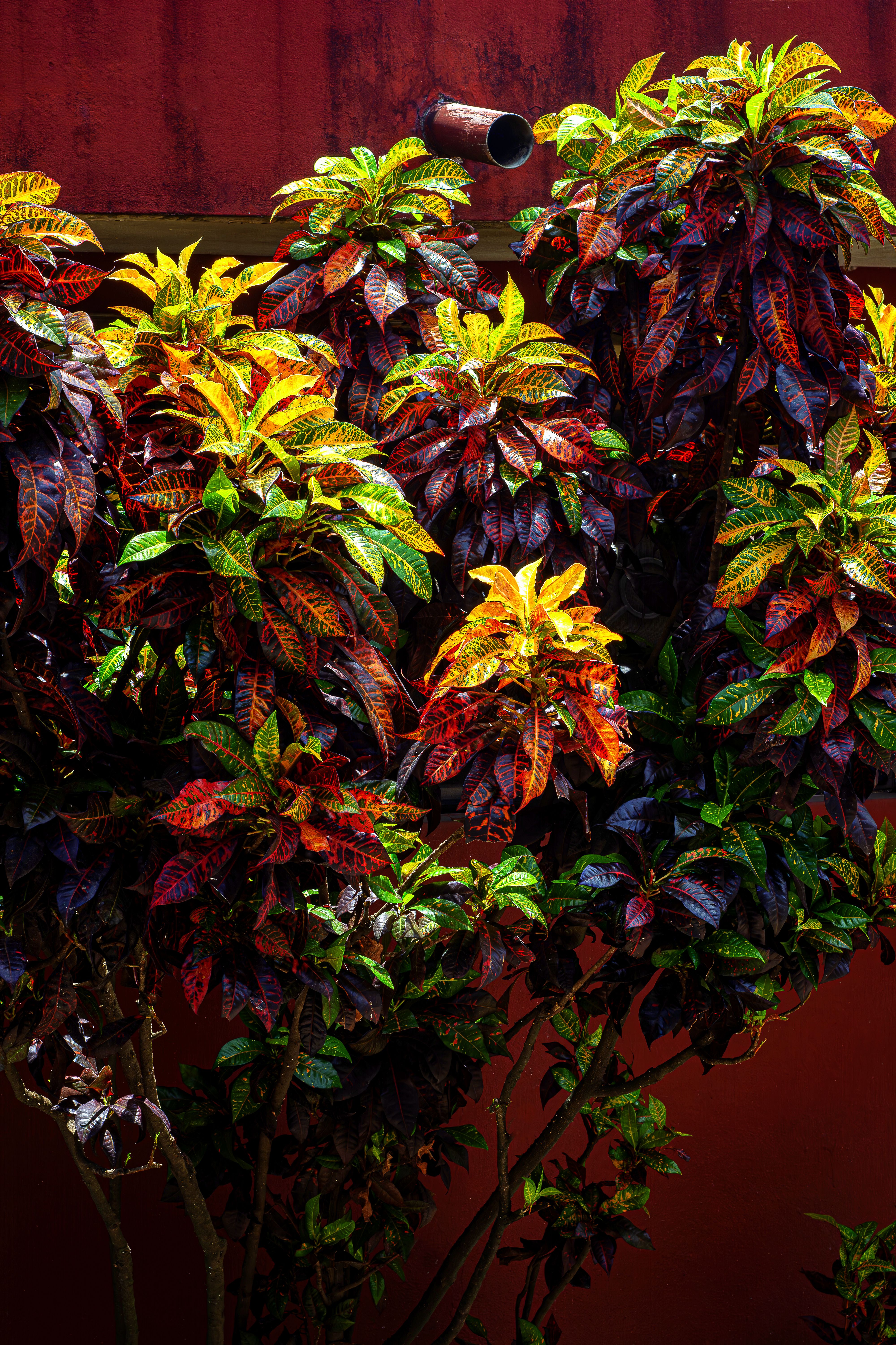 Fire Croton Shrub in the Garden · Free Stock Photo