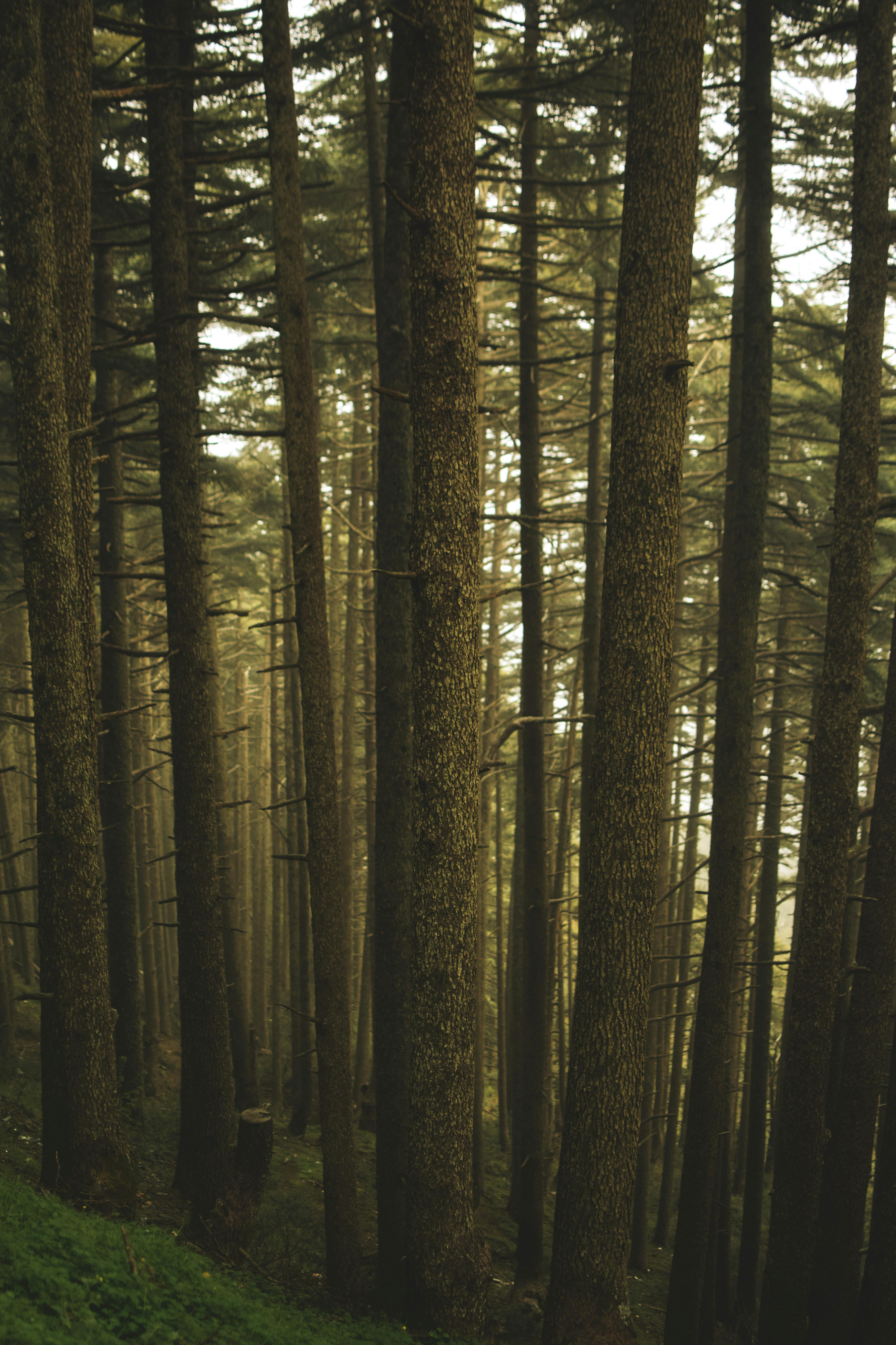 Tall Green Trees in the Forest · Free Stock Photo