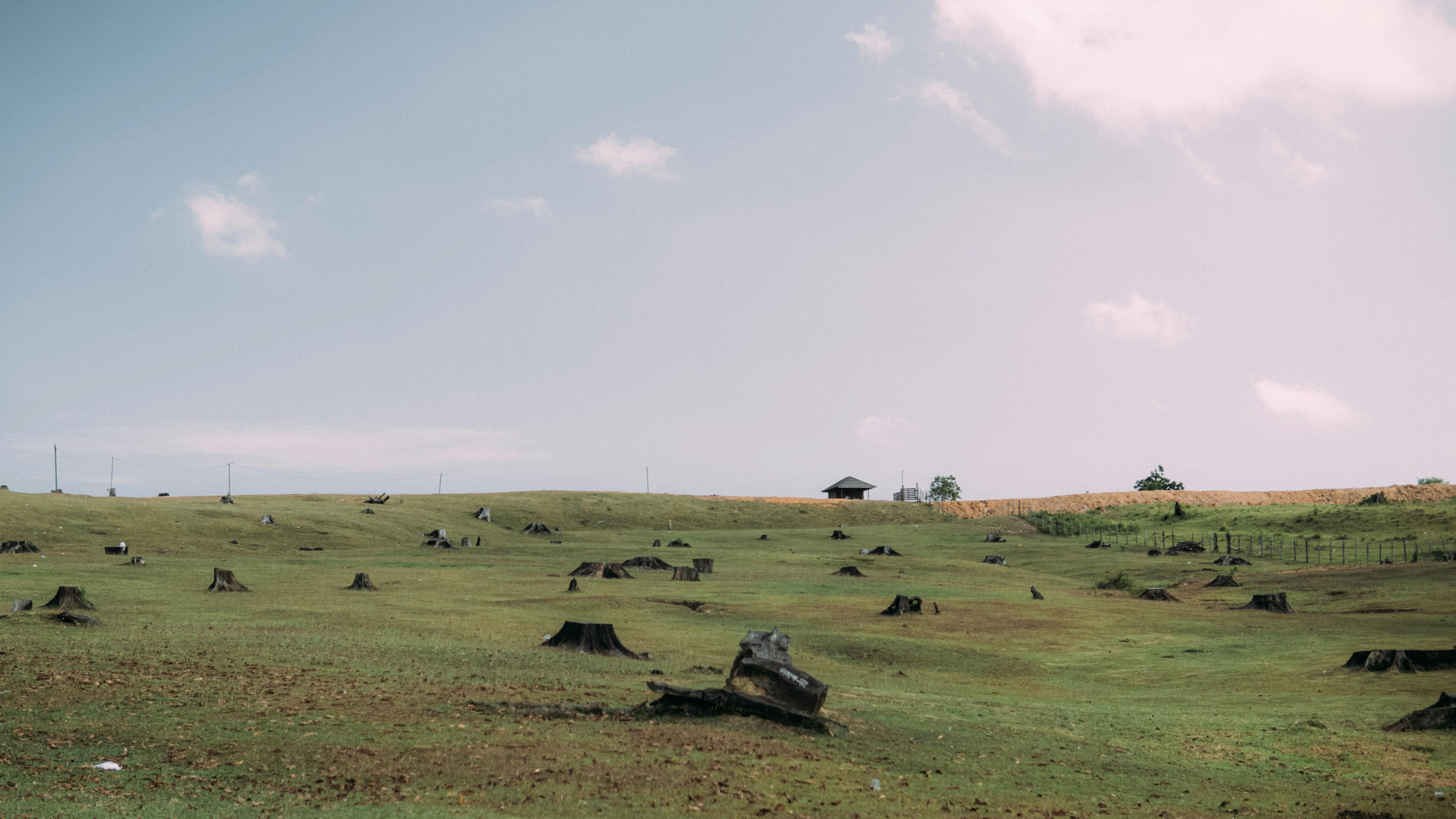 A field with a few trees and grass · Free Stock Photo