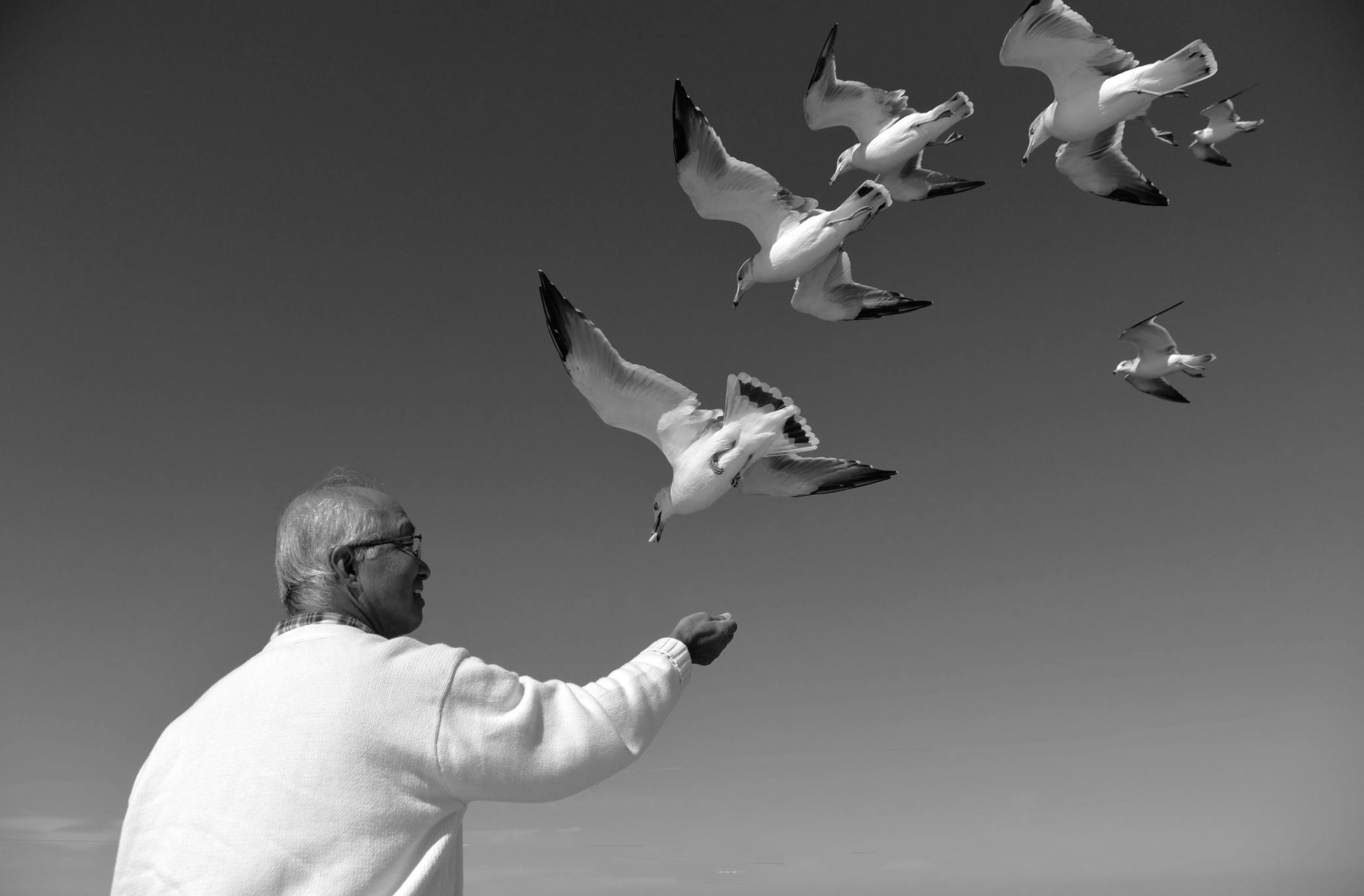 Man Feeding Seagull by the Ocean · Free Stock Photo