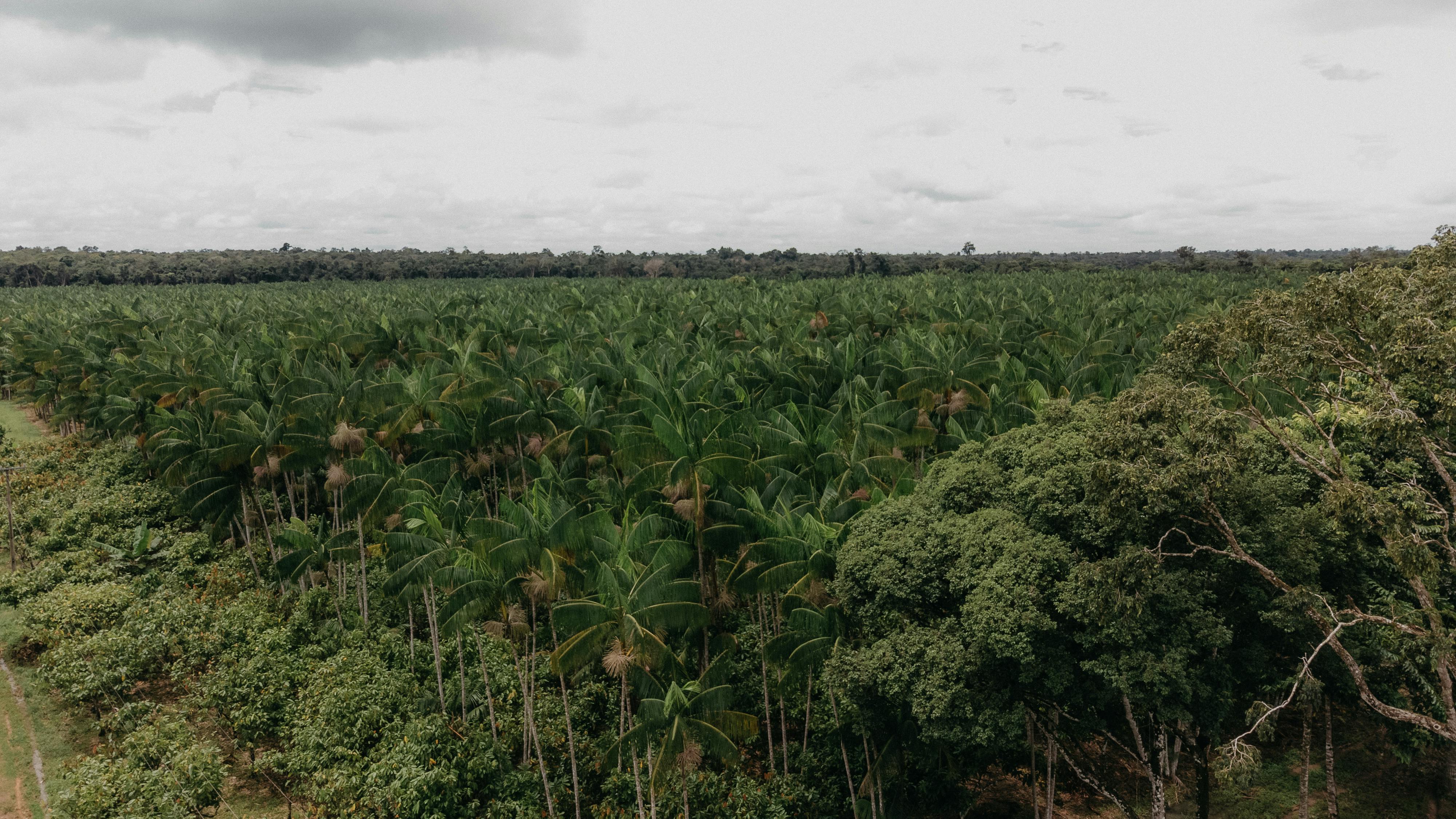 Rainforest with Palm Trees Against Landscape Background · Free Stock Photo
