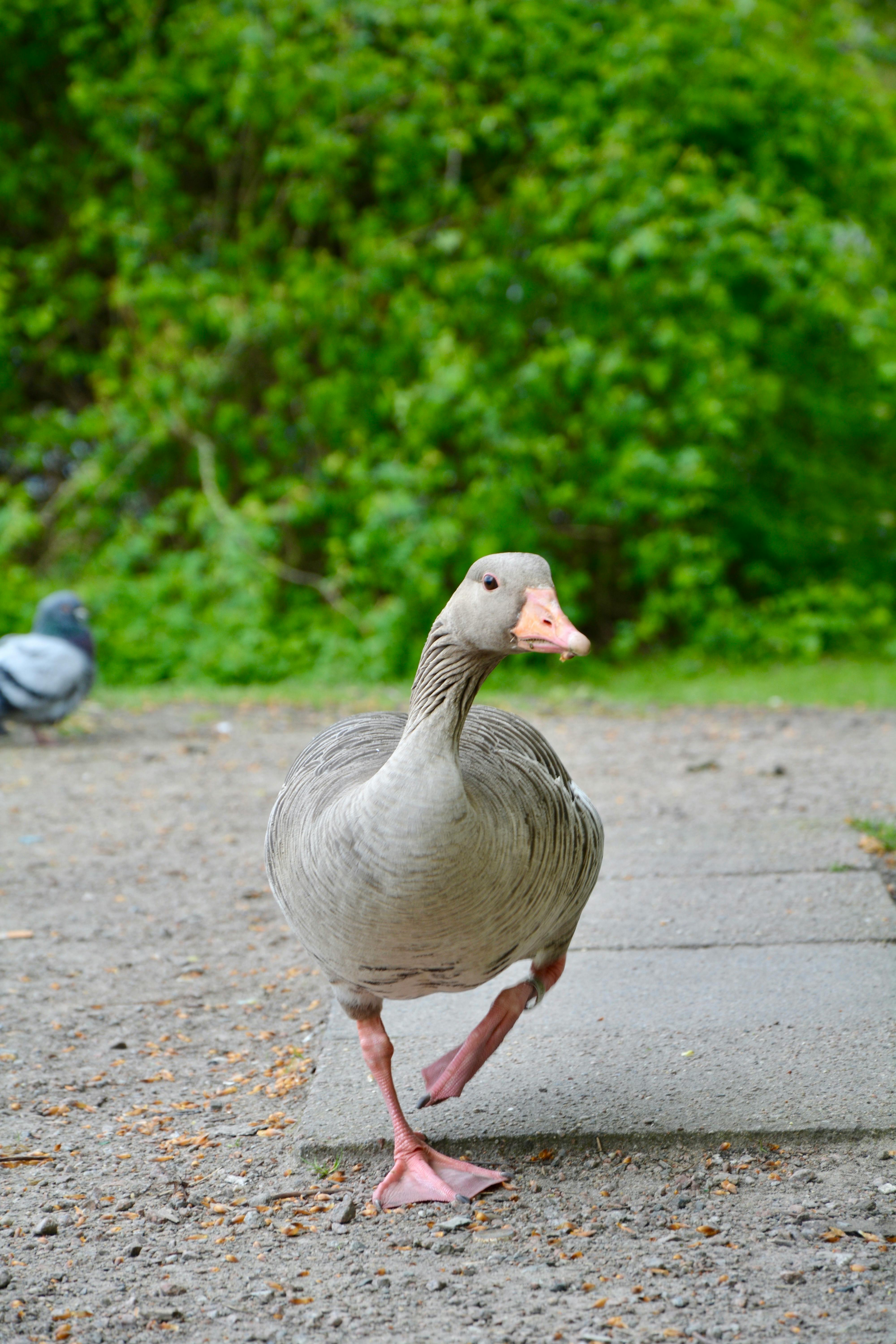 Pigeon Birds Cooked Photos, Download The BEST Free Pigeon Birds Cooked ...