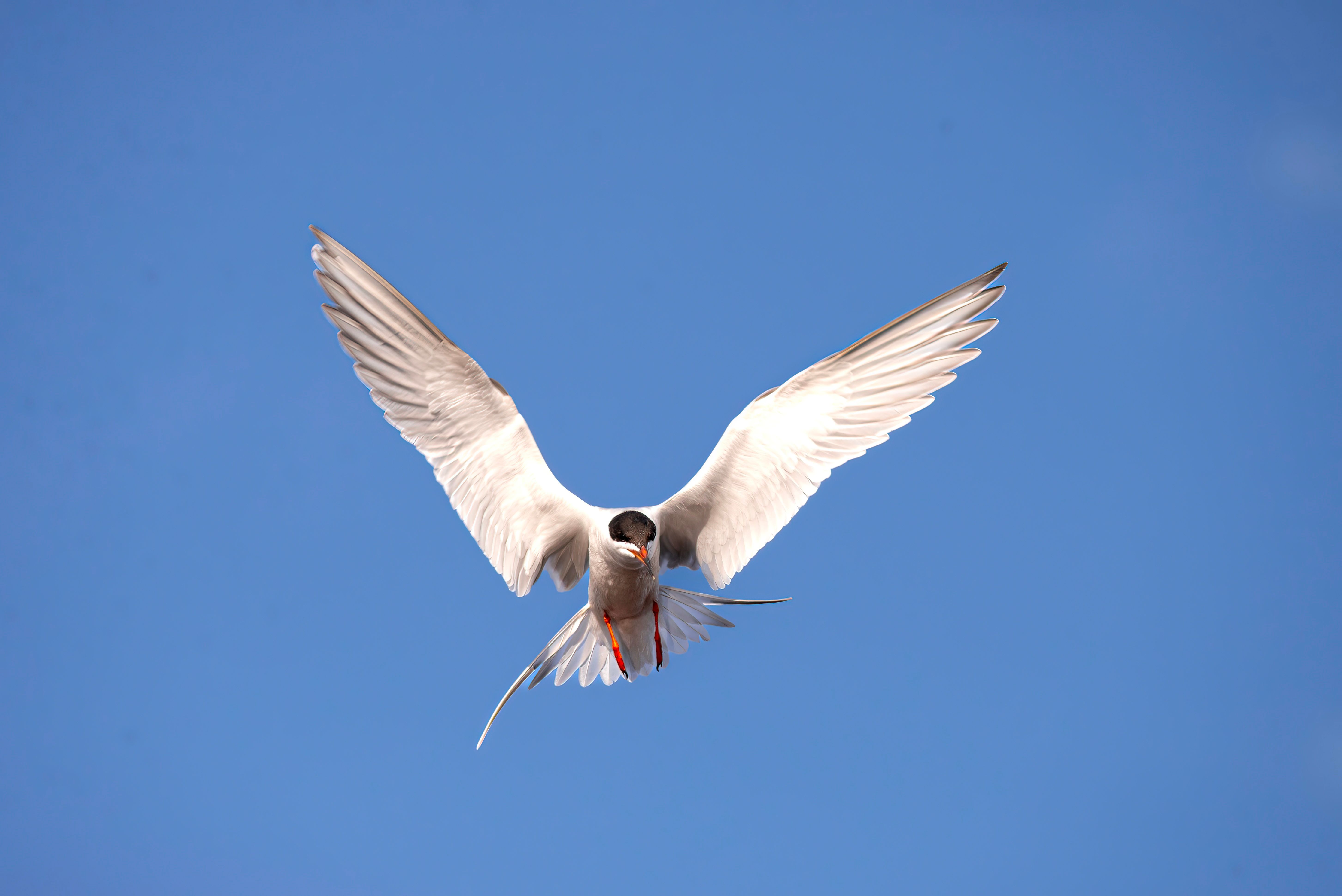 Black Headed Gull in Blue Sky · Free Stock Photo