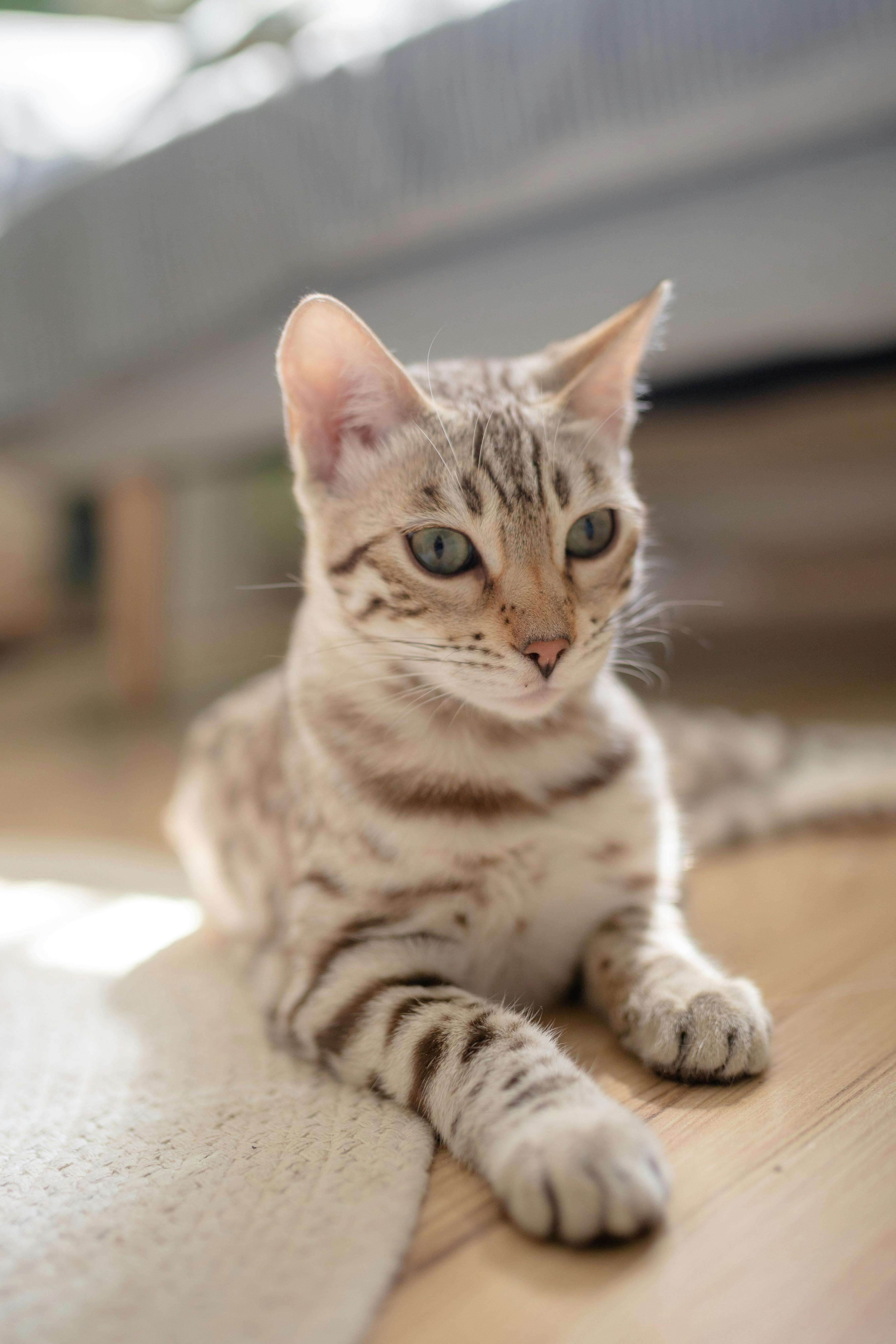 Distinguished Cat Lying on Parquet · Free Stock Photo
