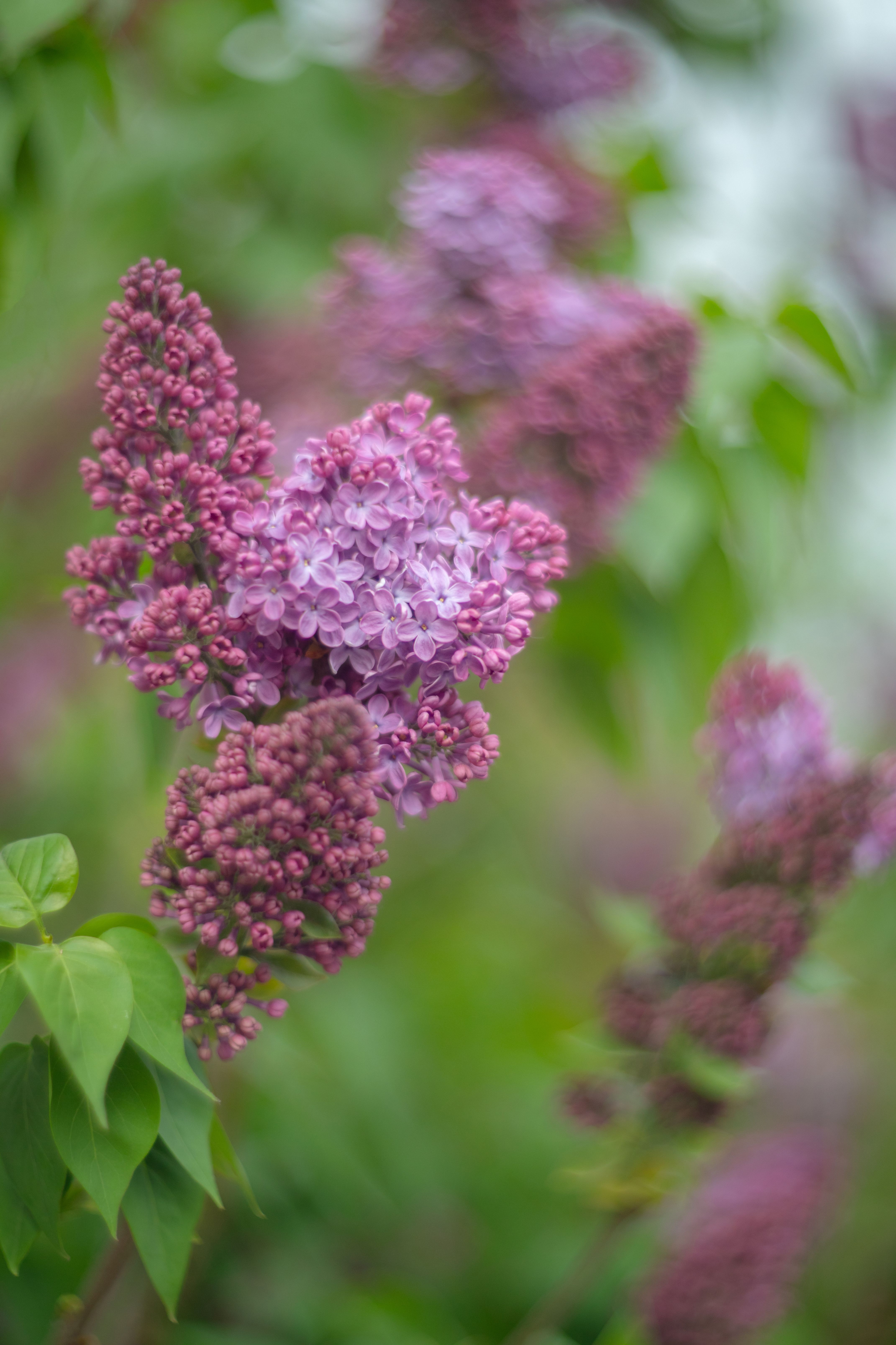 Lilac Blossoms in Spring · Free Stock Photo