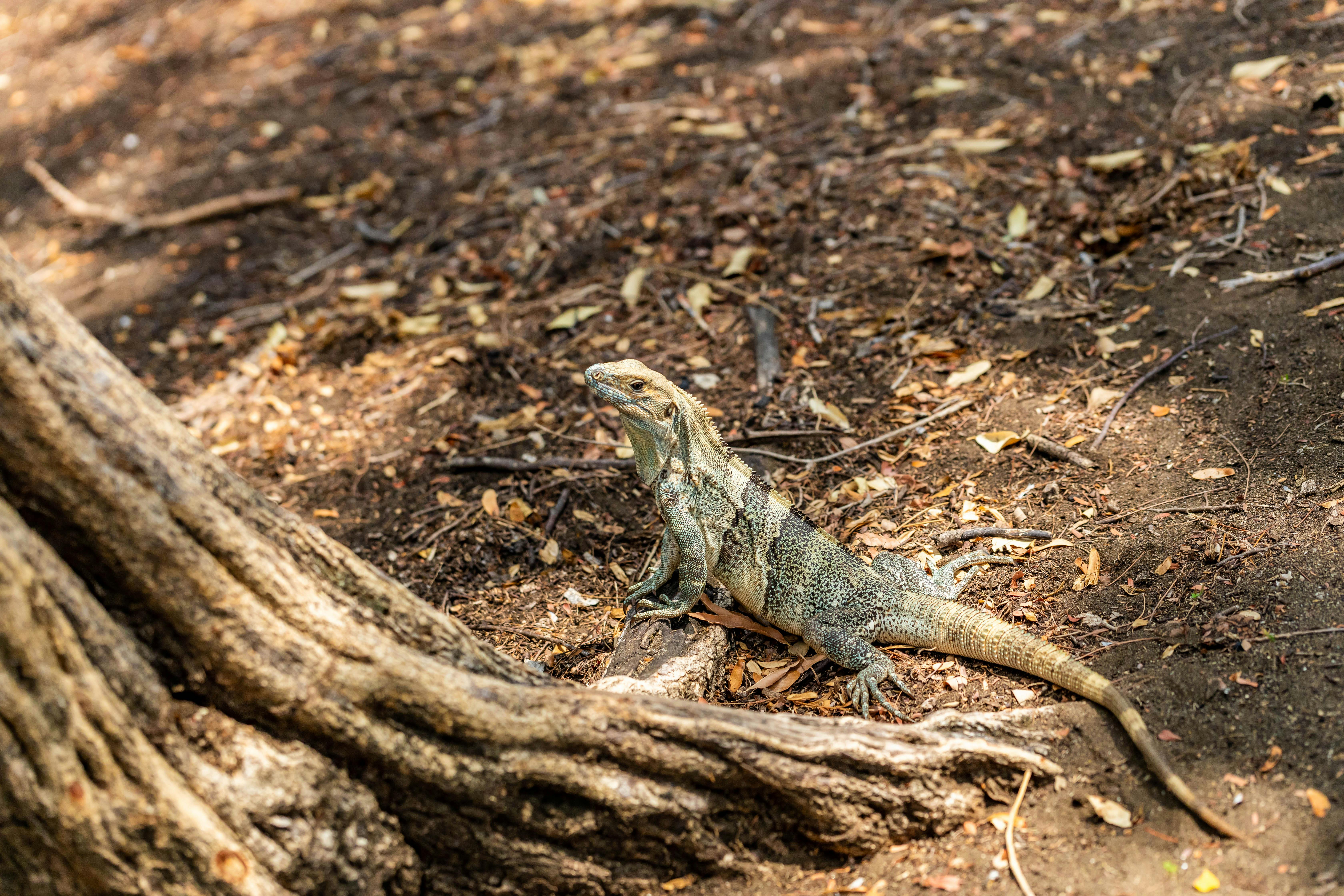 Free stock photo of garrobo, iguana, reptile