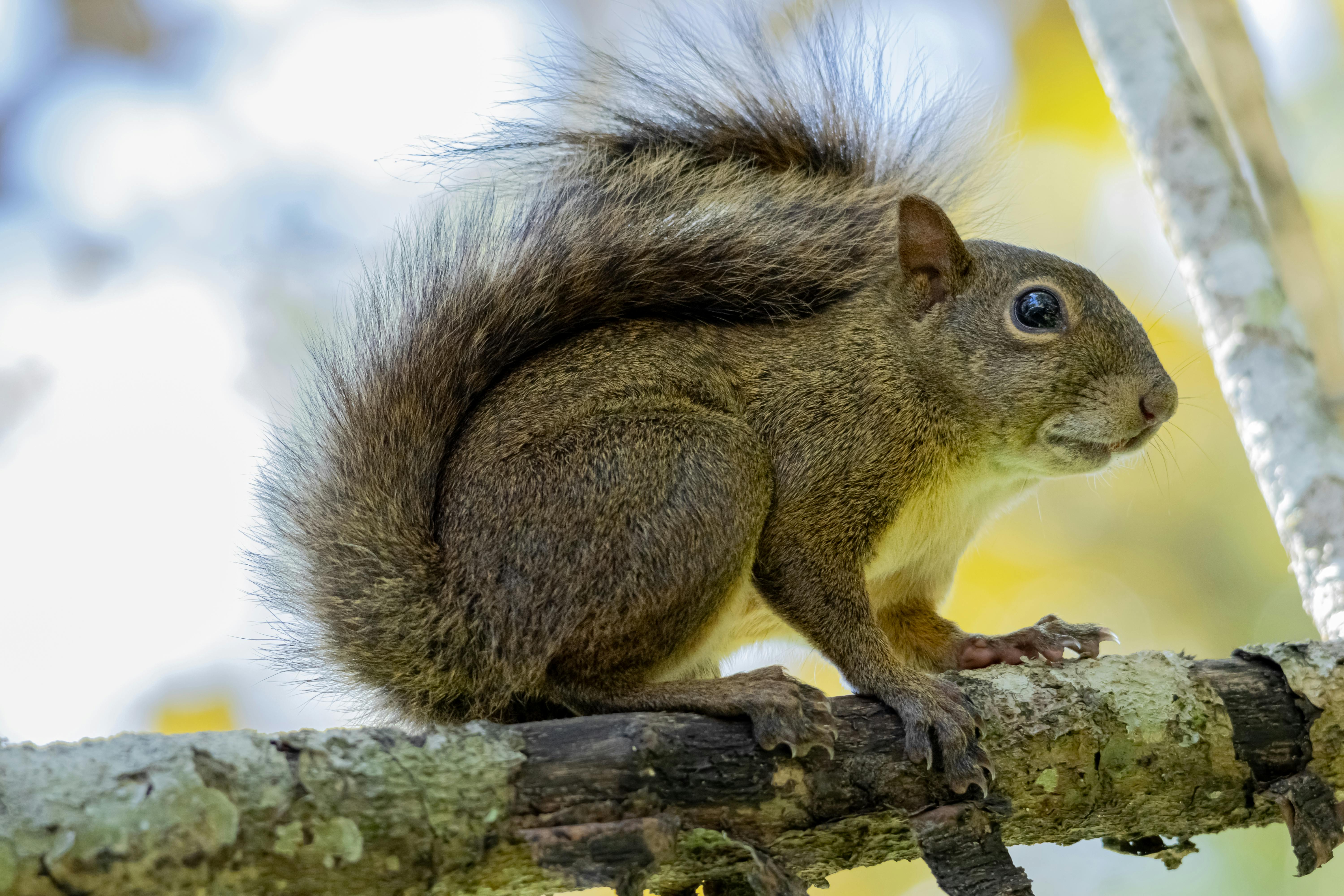 Close-Up Photo of Squirrel On Tree · Free Stock Photo