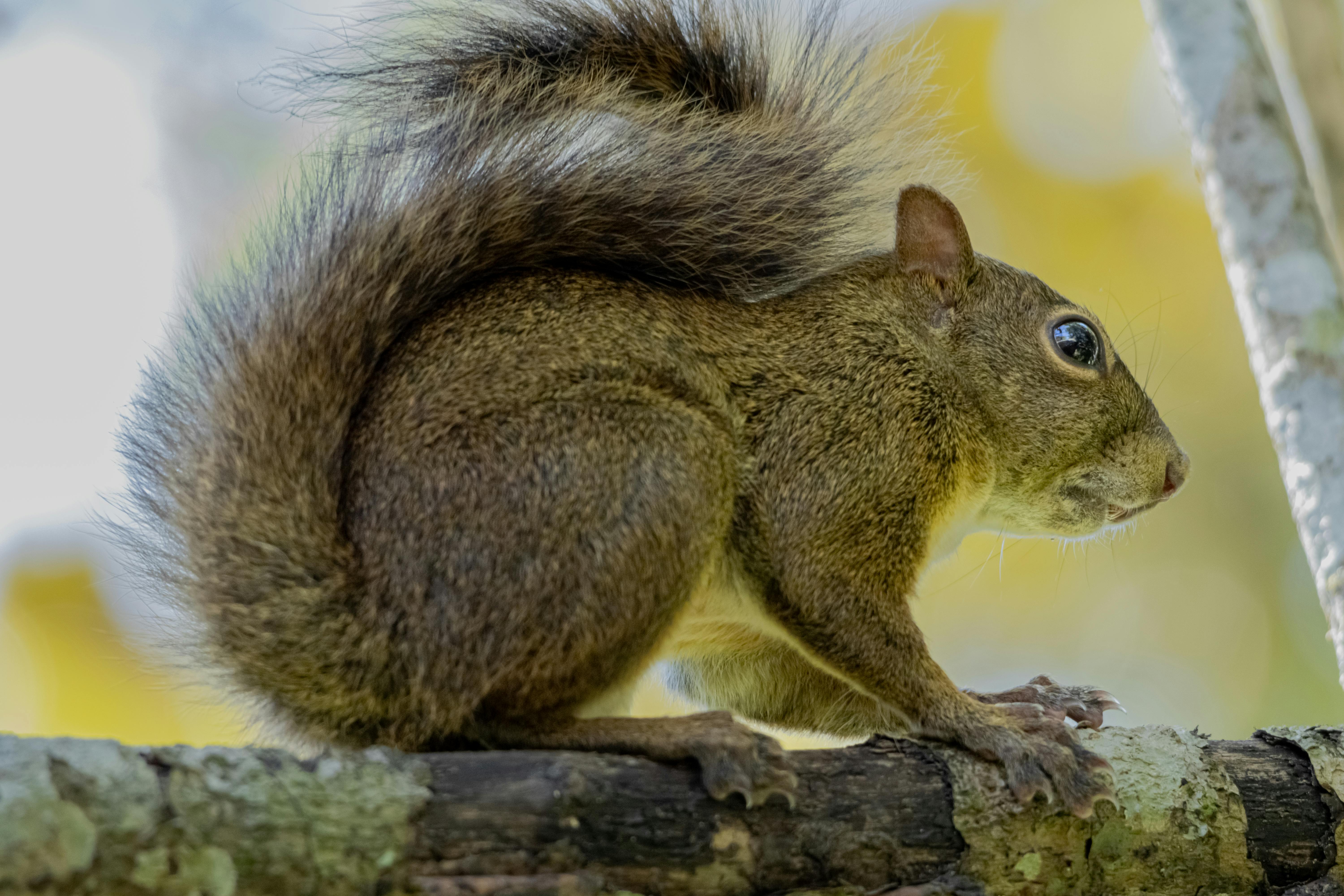 A squirrel is sitting on a branch with its tail · Free Stock Photo