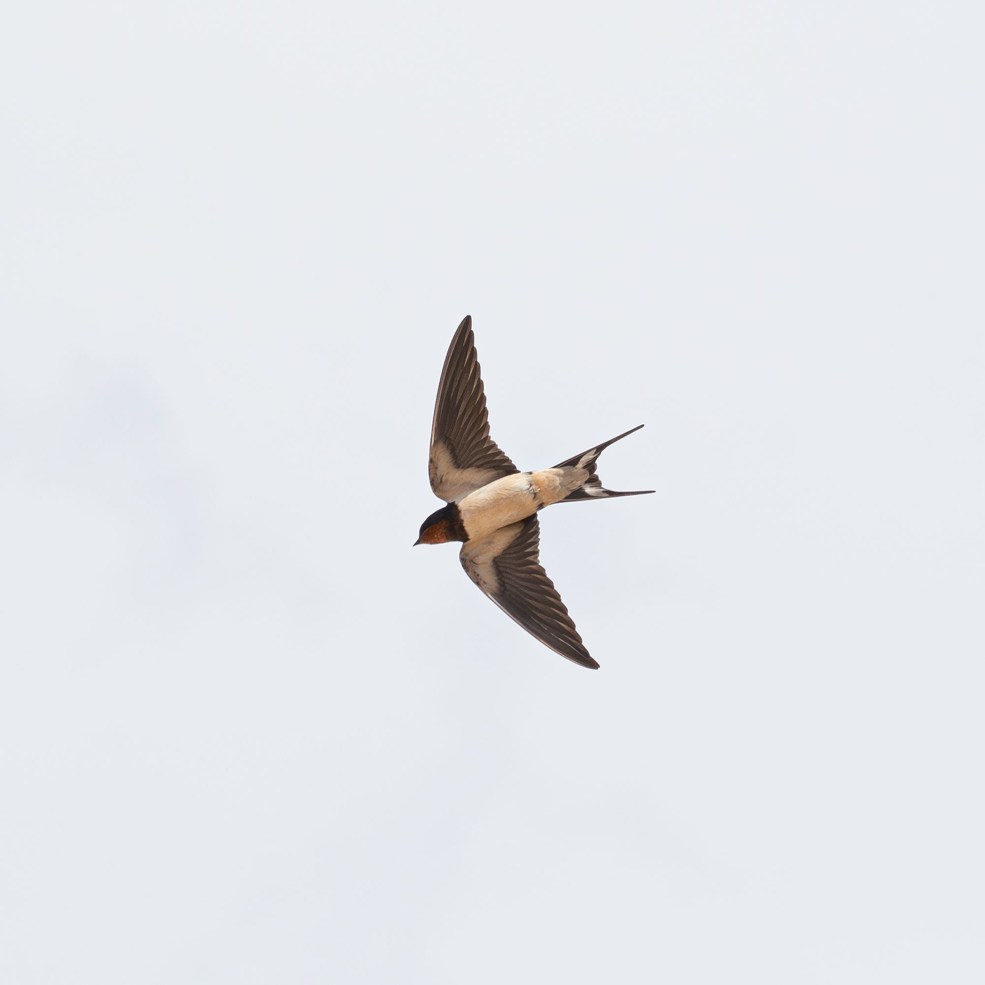 Swallow-flying · Free Stock Photo