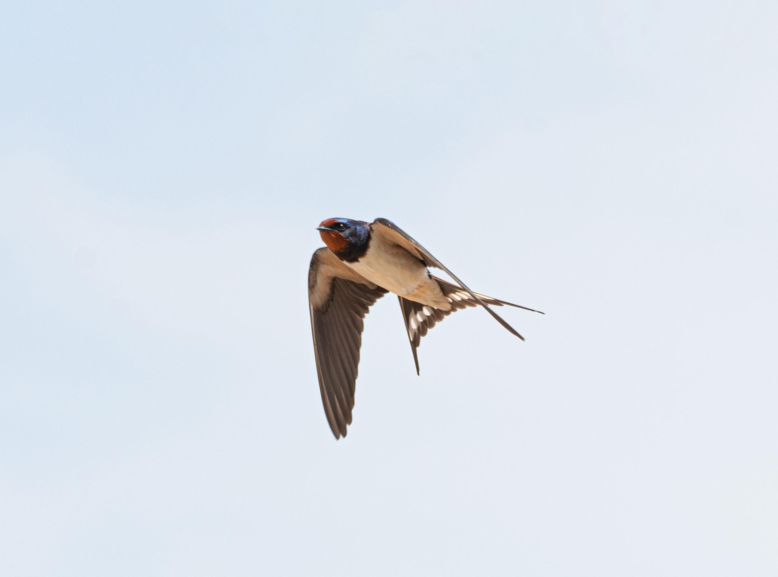 Swallow-flying · Free Stock Photo