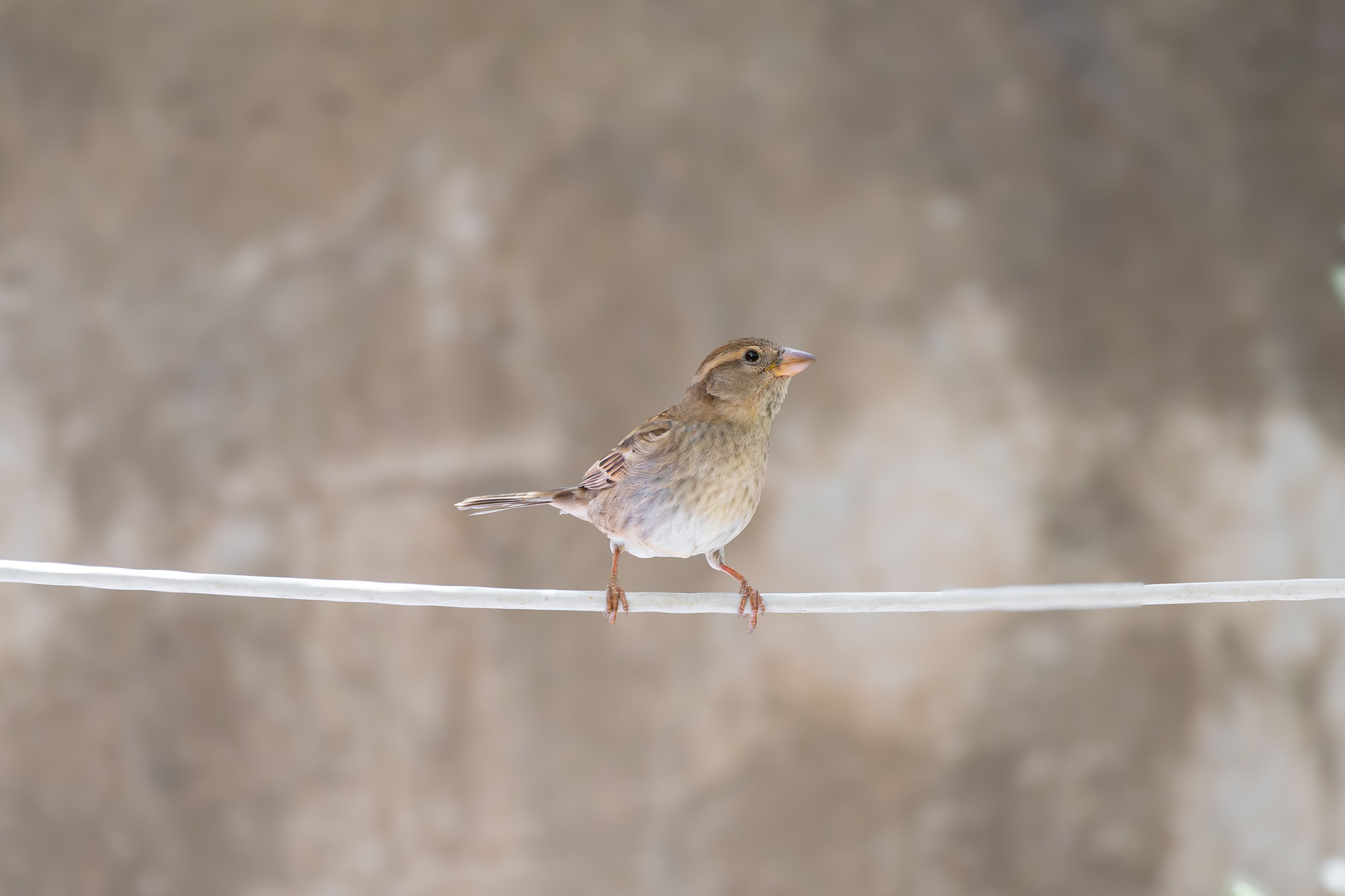 Close-up of a Sparrow Perched on a Line · Free Stock Photo