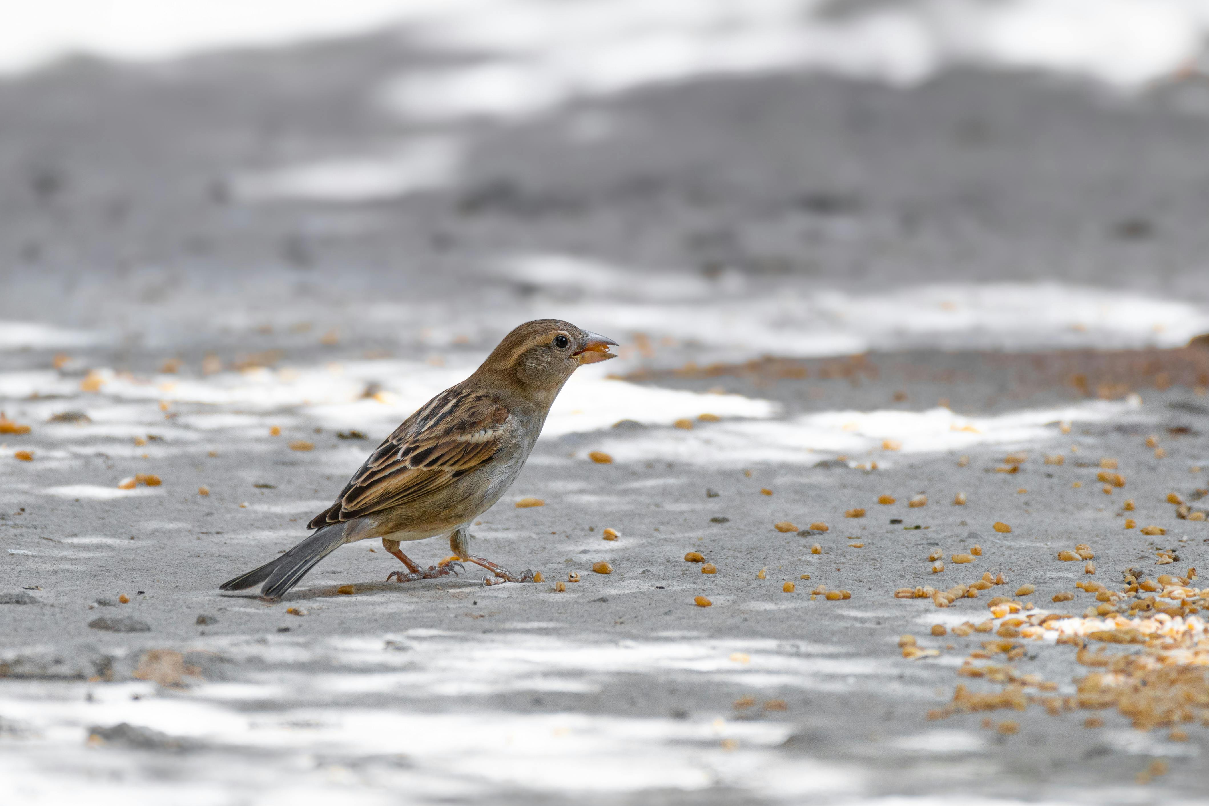 Shallow Focus Photography of Bird Standing on Bird Bath · Free Stock Photo