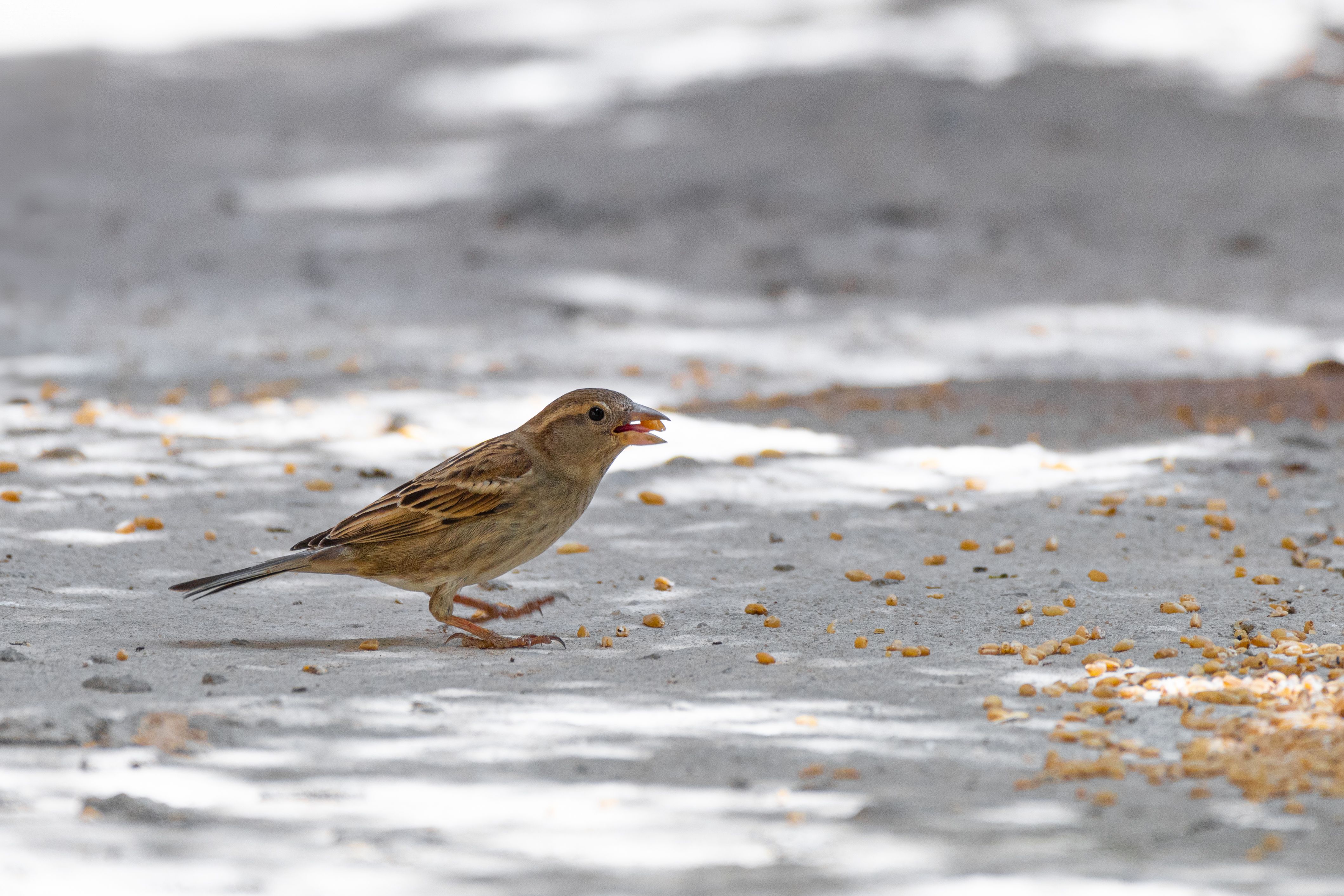 Sparrow with Food · Free Stock Photo