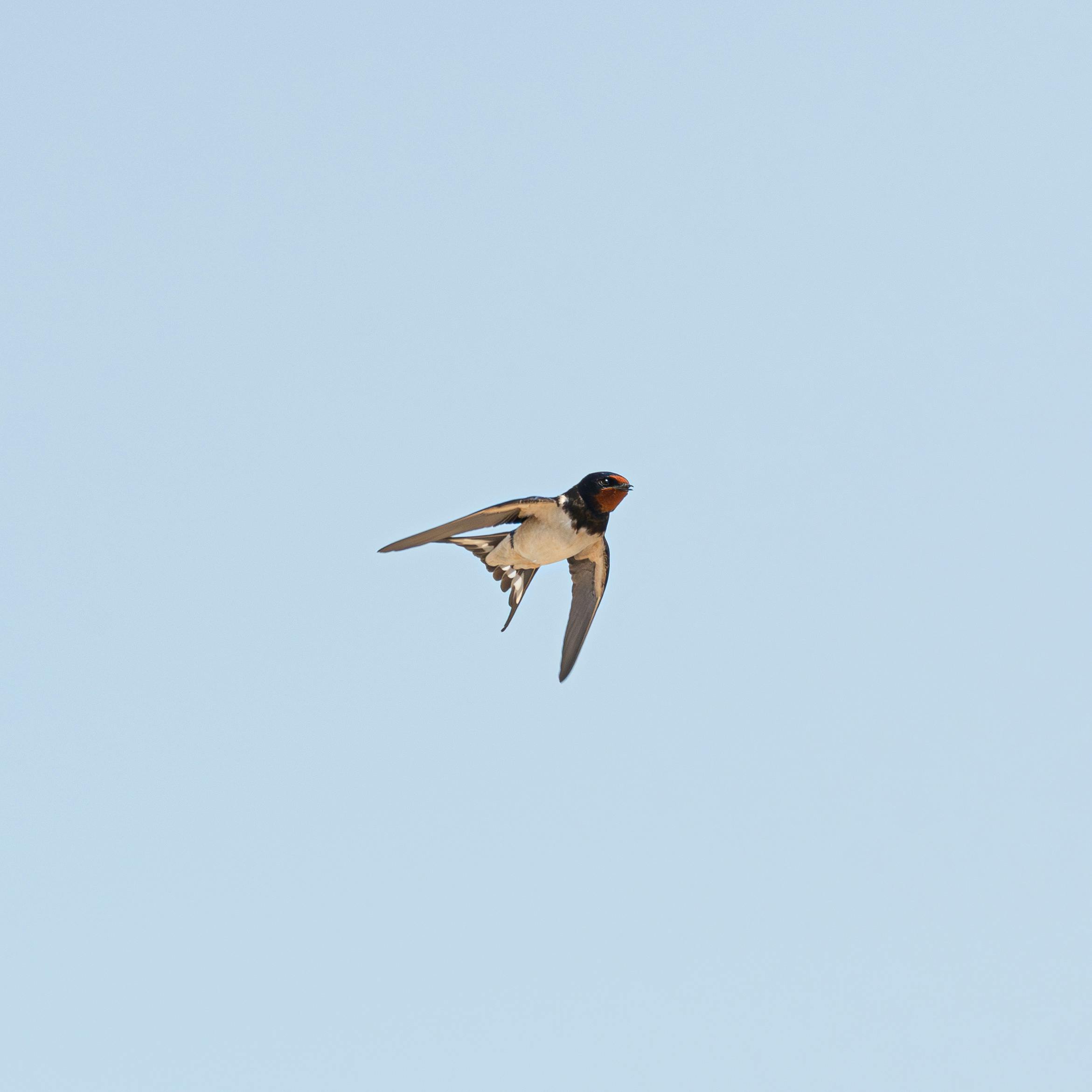 Flies Win Photos, Download The BEST Free Flies Win Stock Photos & HD Images