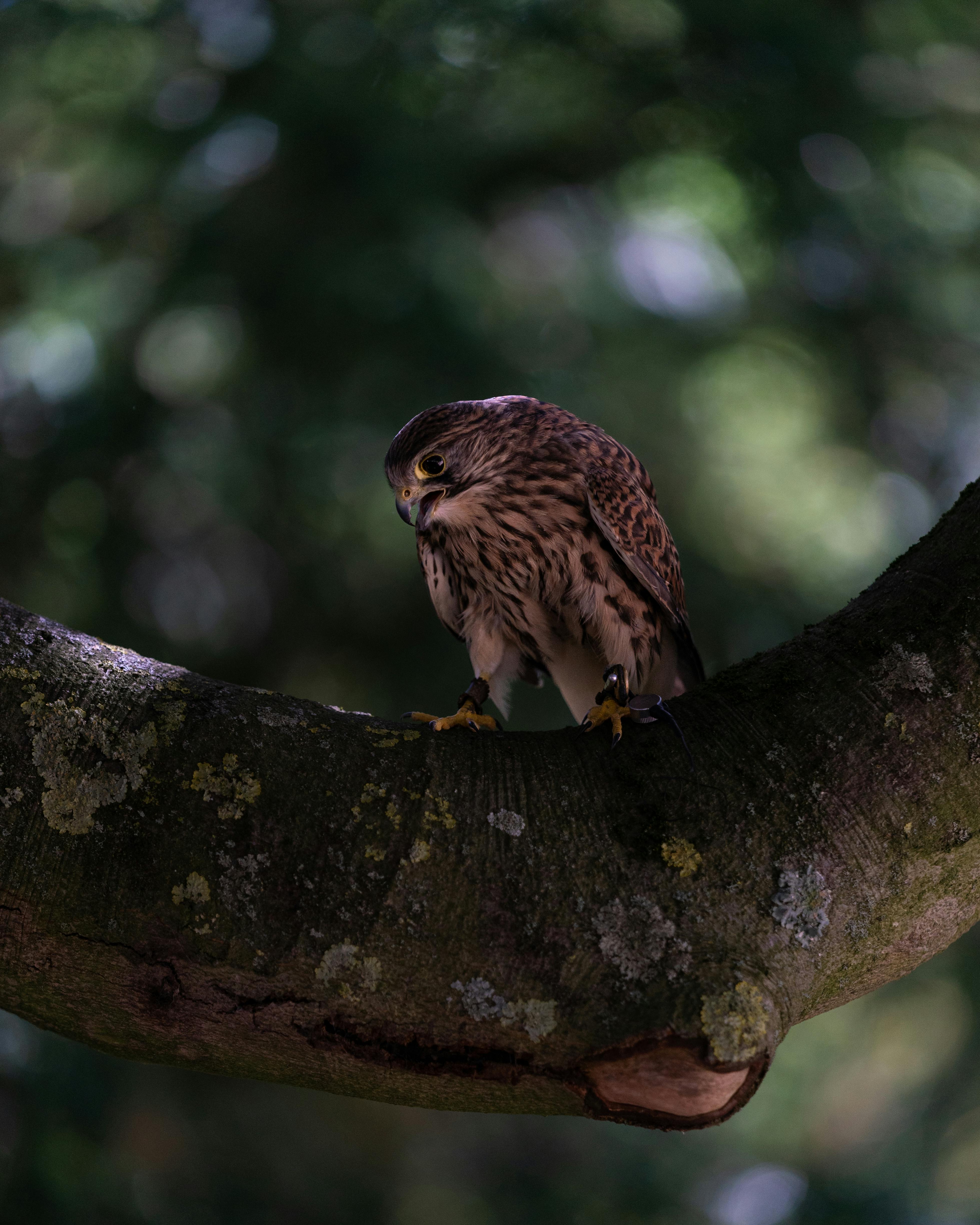 Brown Falcon on Tree · Free Stock Photo