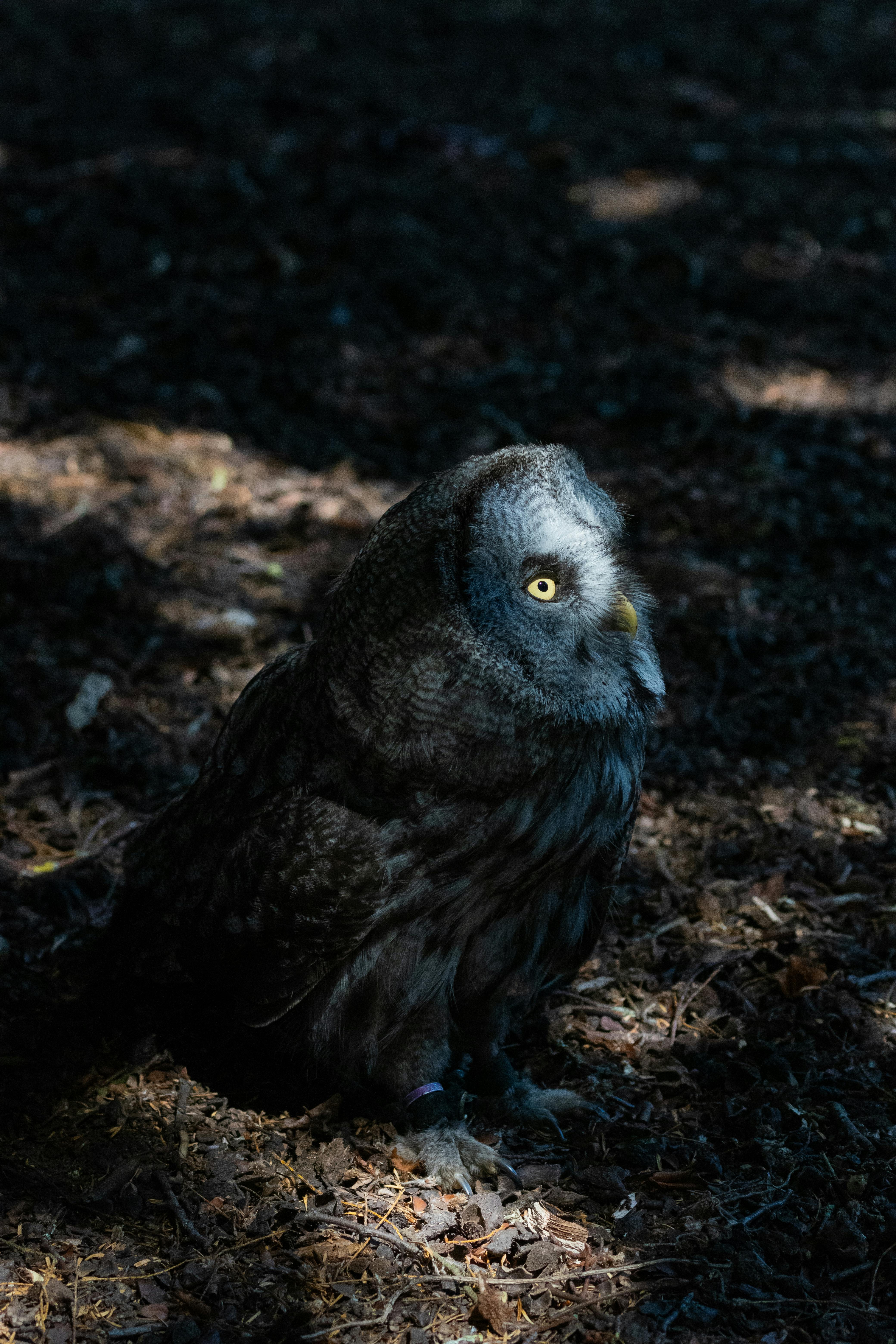 Great Grey Owl on Ground · Free Stock Photo