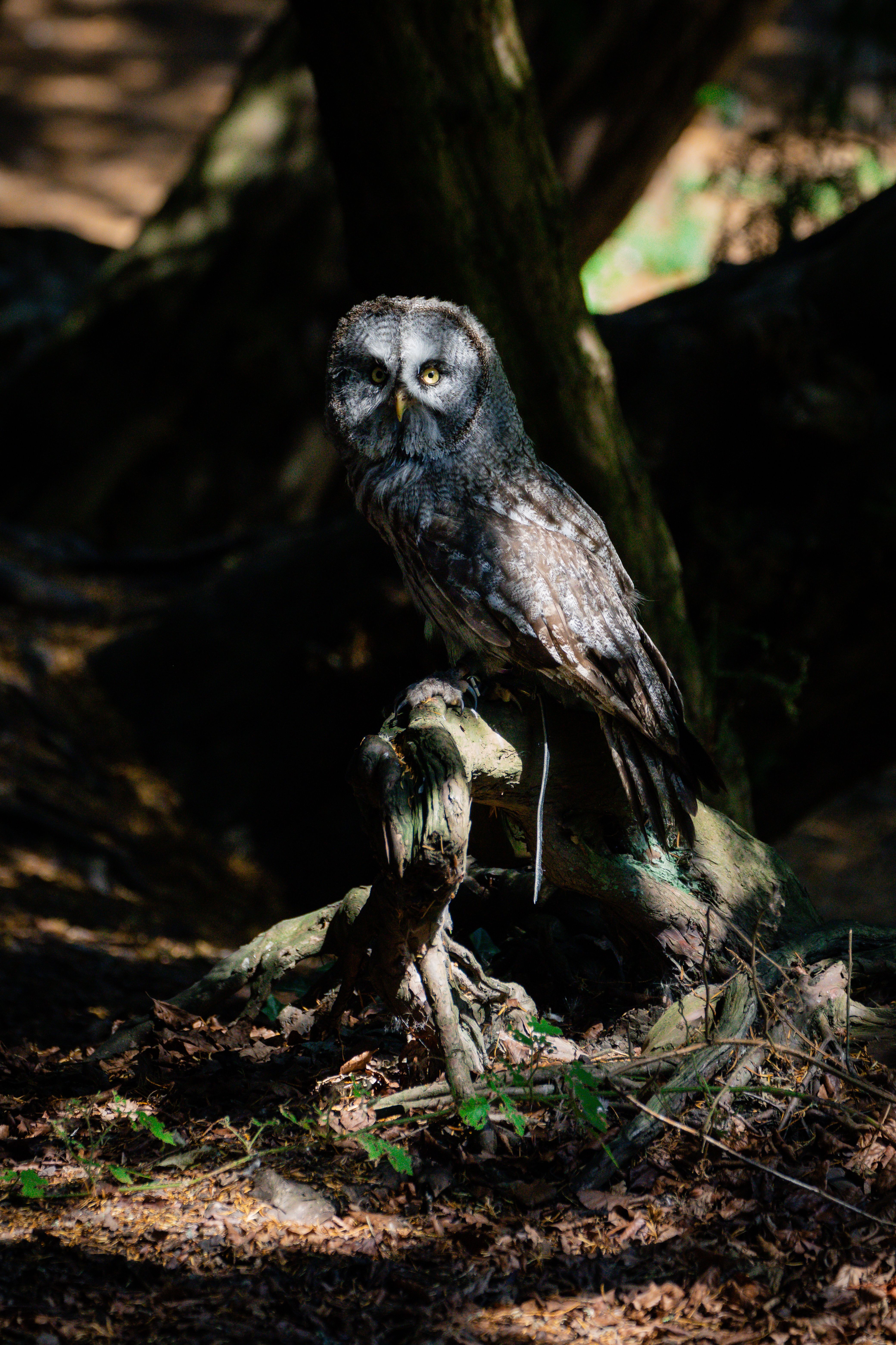 Gray Owl · Free Stock Photo