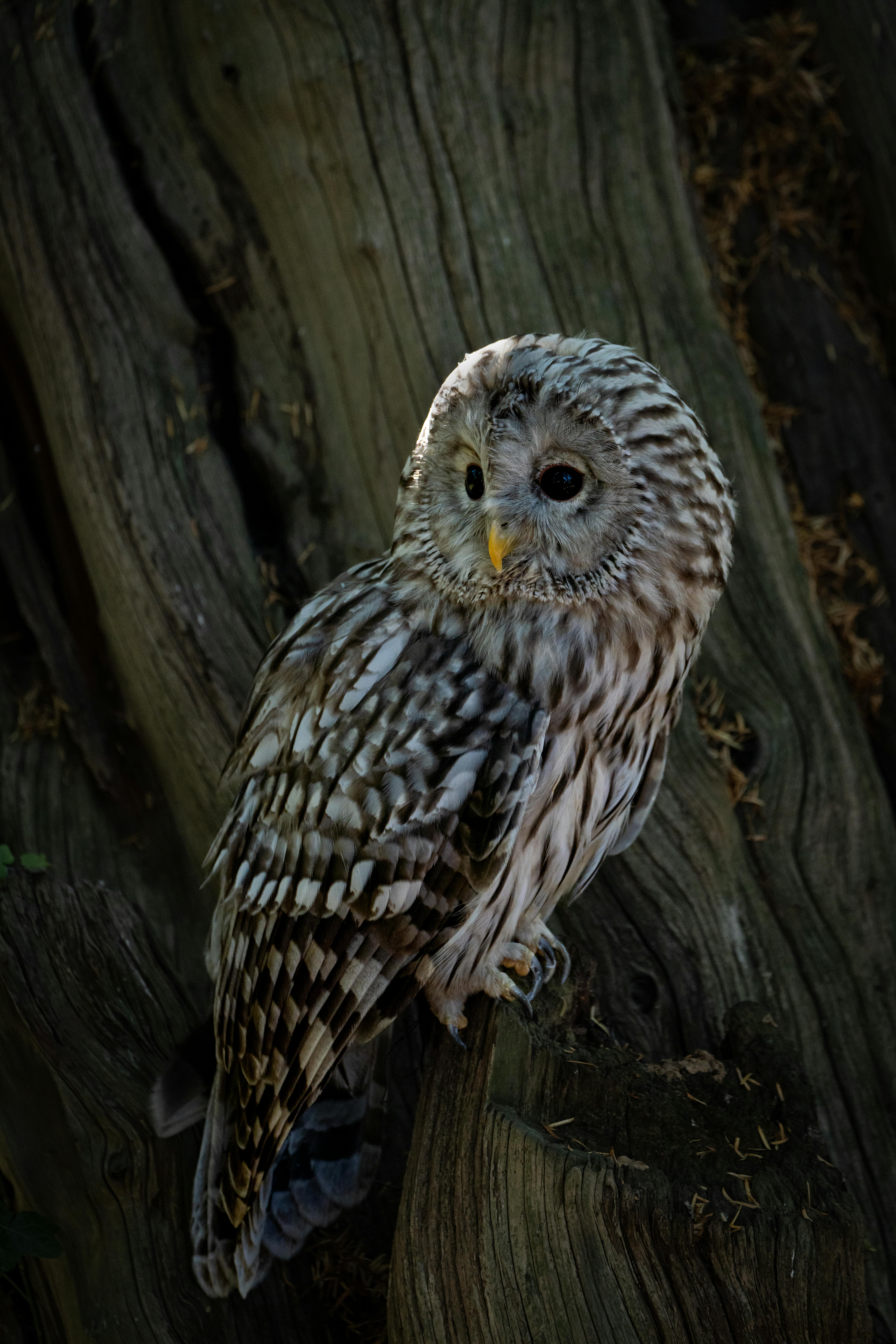 Close-Up Photo of an Ural Owl · Free Stock Photo