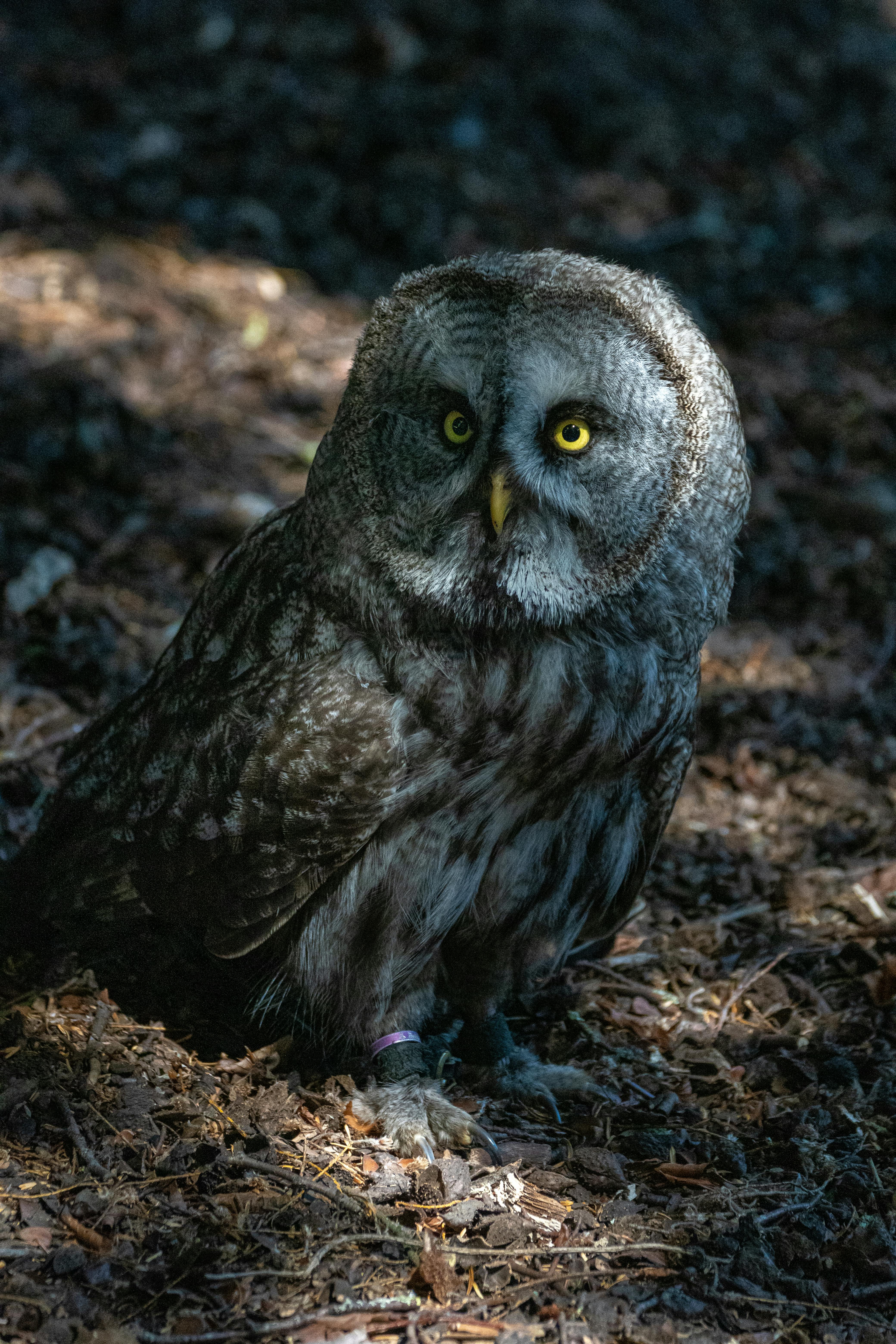 Great Grey Owl on Ground · Free Stock Photo
