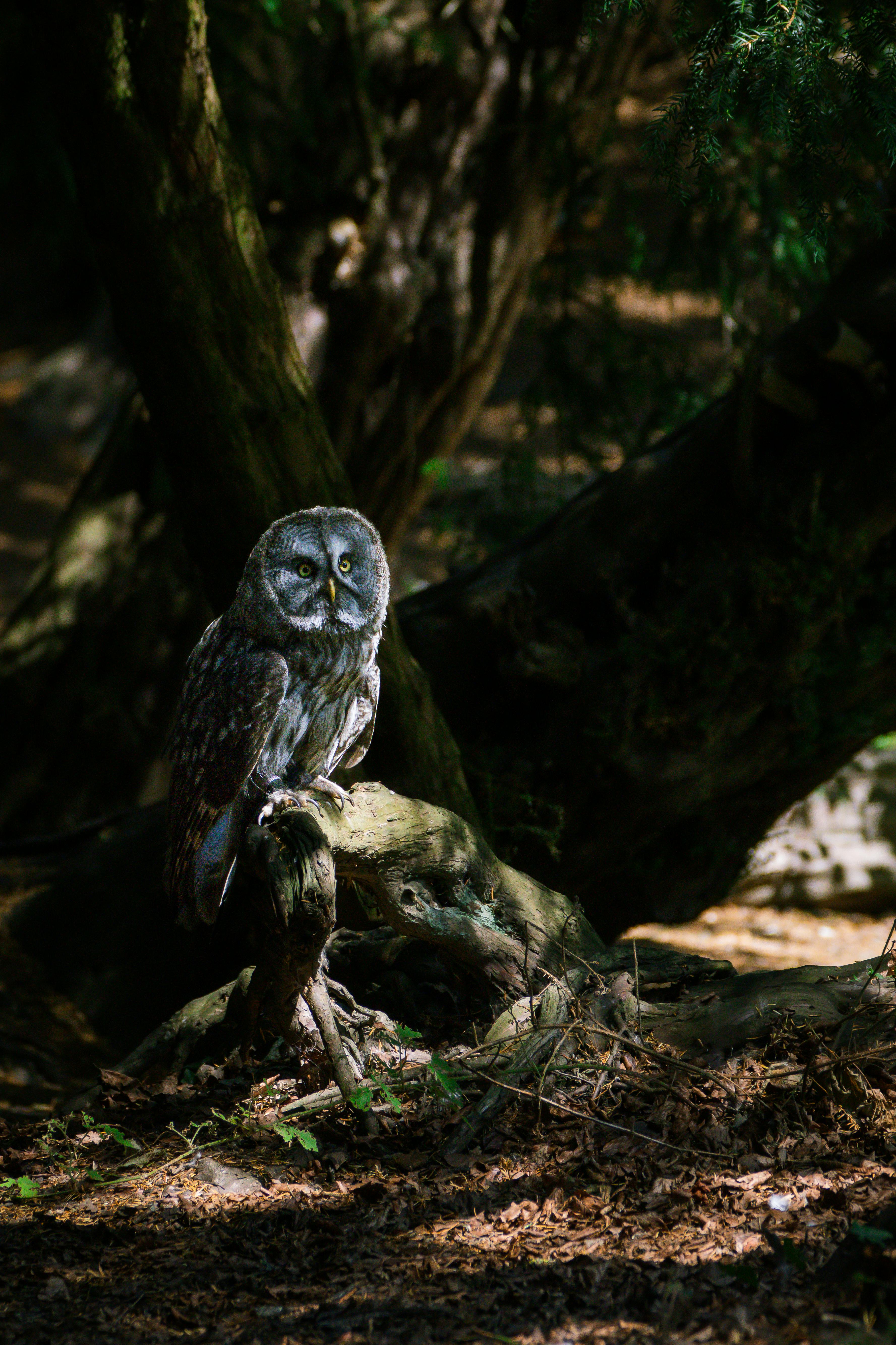 Great Grey Owl in Forest · Free Stock Photo