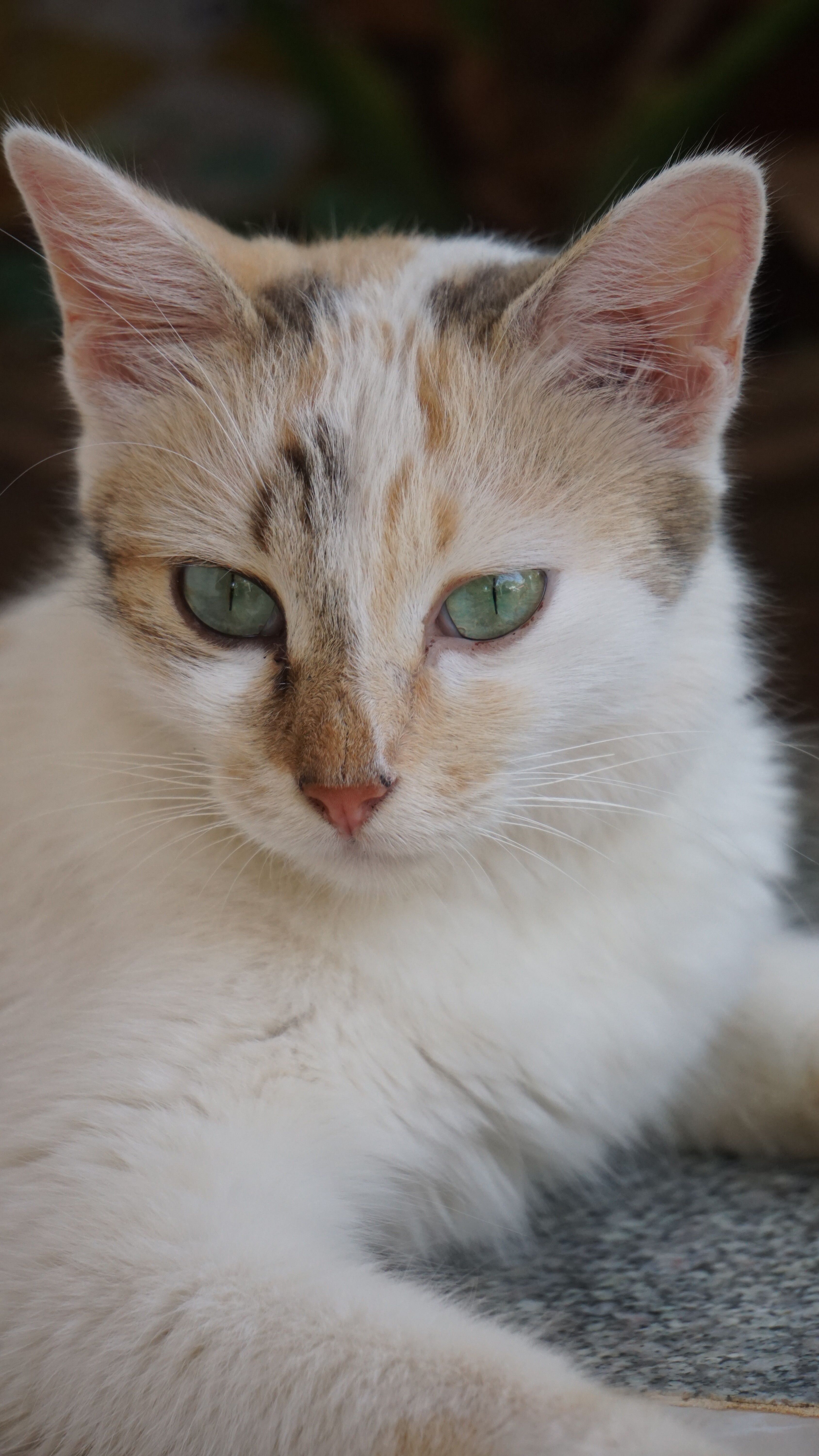 Cat Knoking Down Photos, Download The BEST Free Cat Knoking Down Stock ...