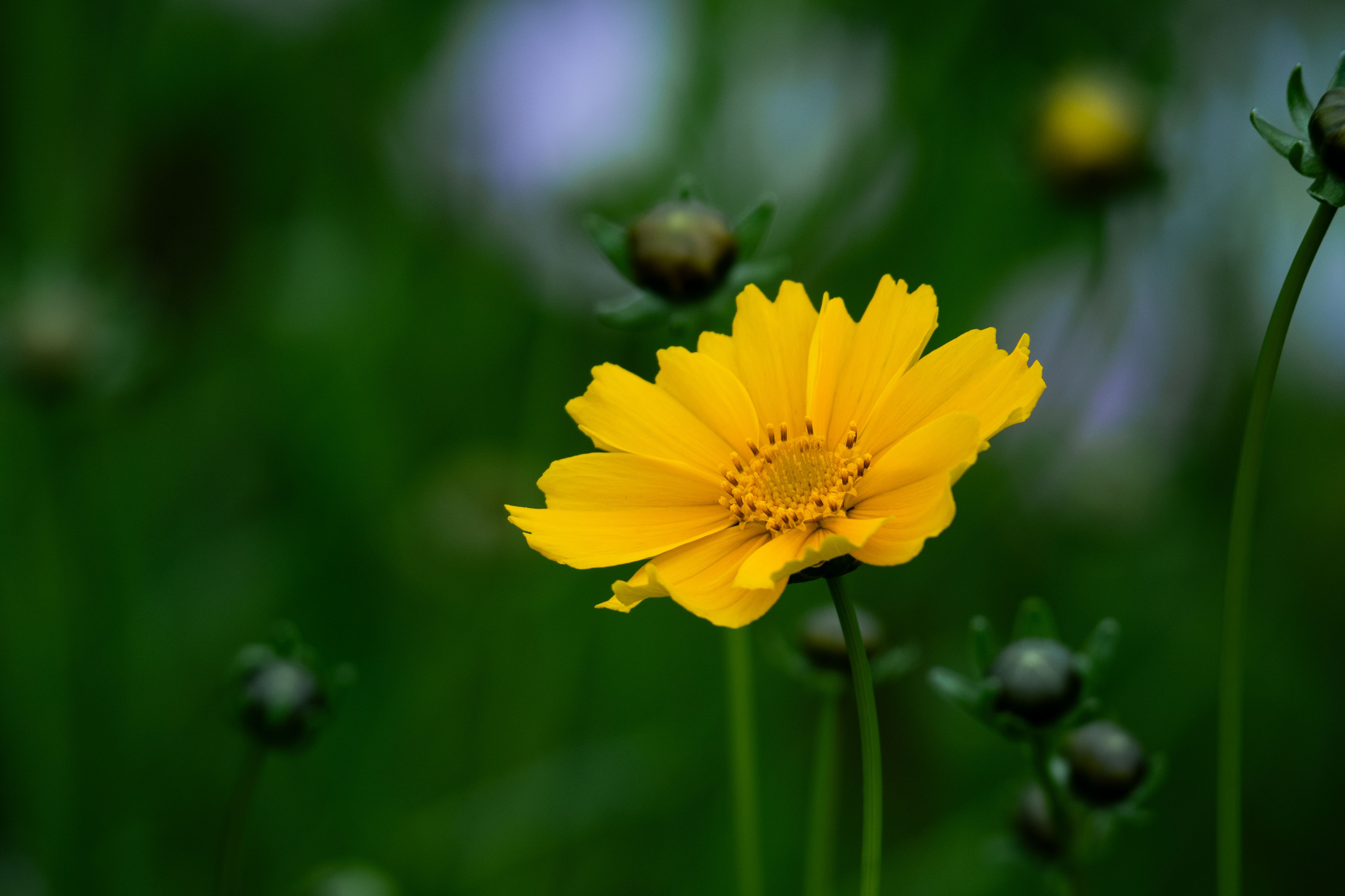 Yellow Pot Marigold Flower · Free Stock Photo