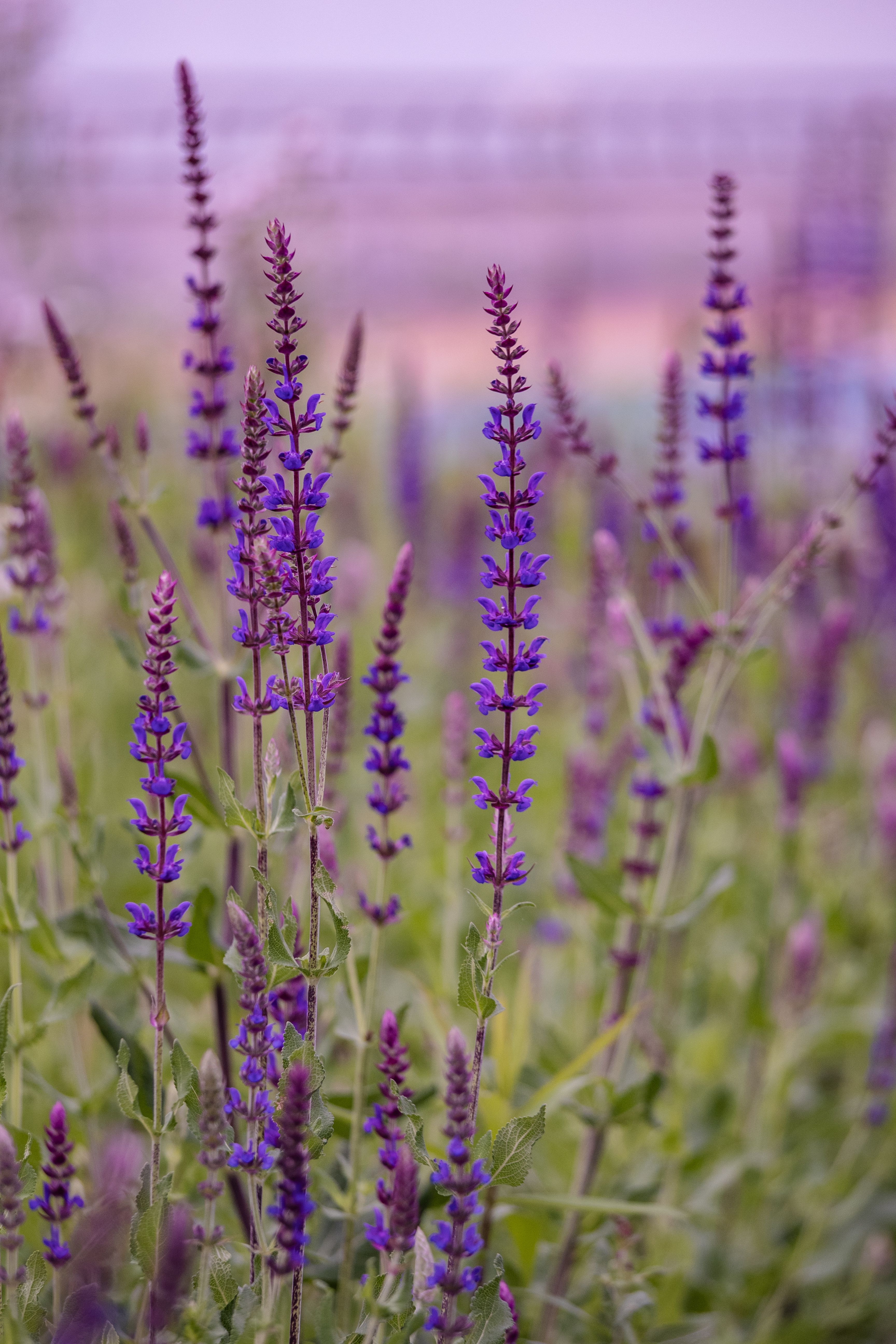 Purple Lavender Flowers · Free Stock Photo