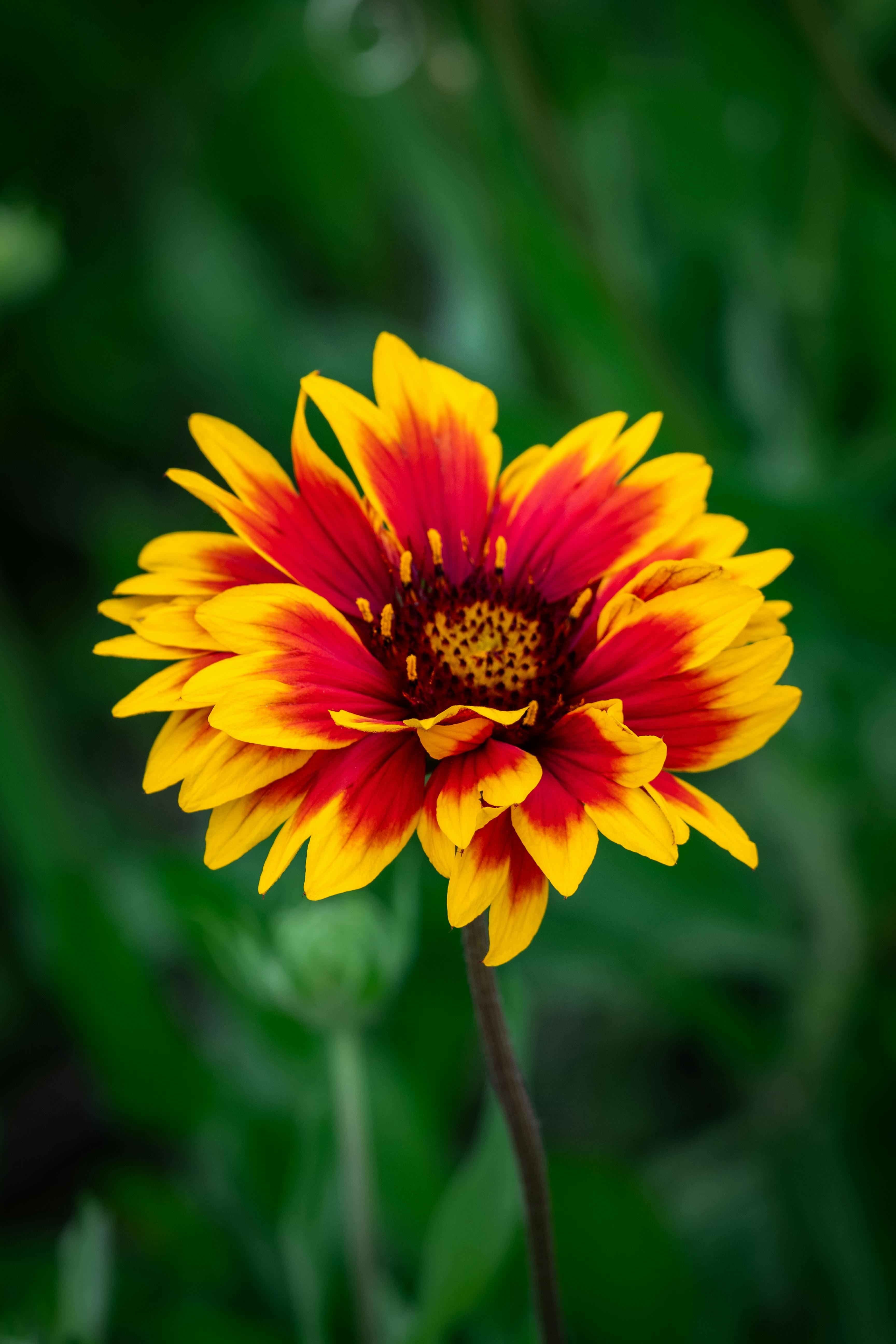 Red And Yellow Flowers