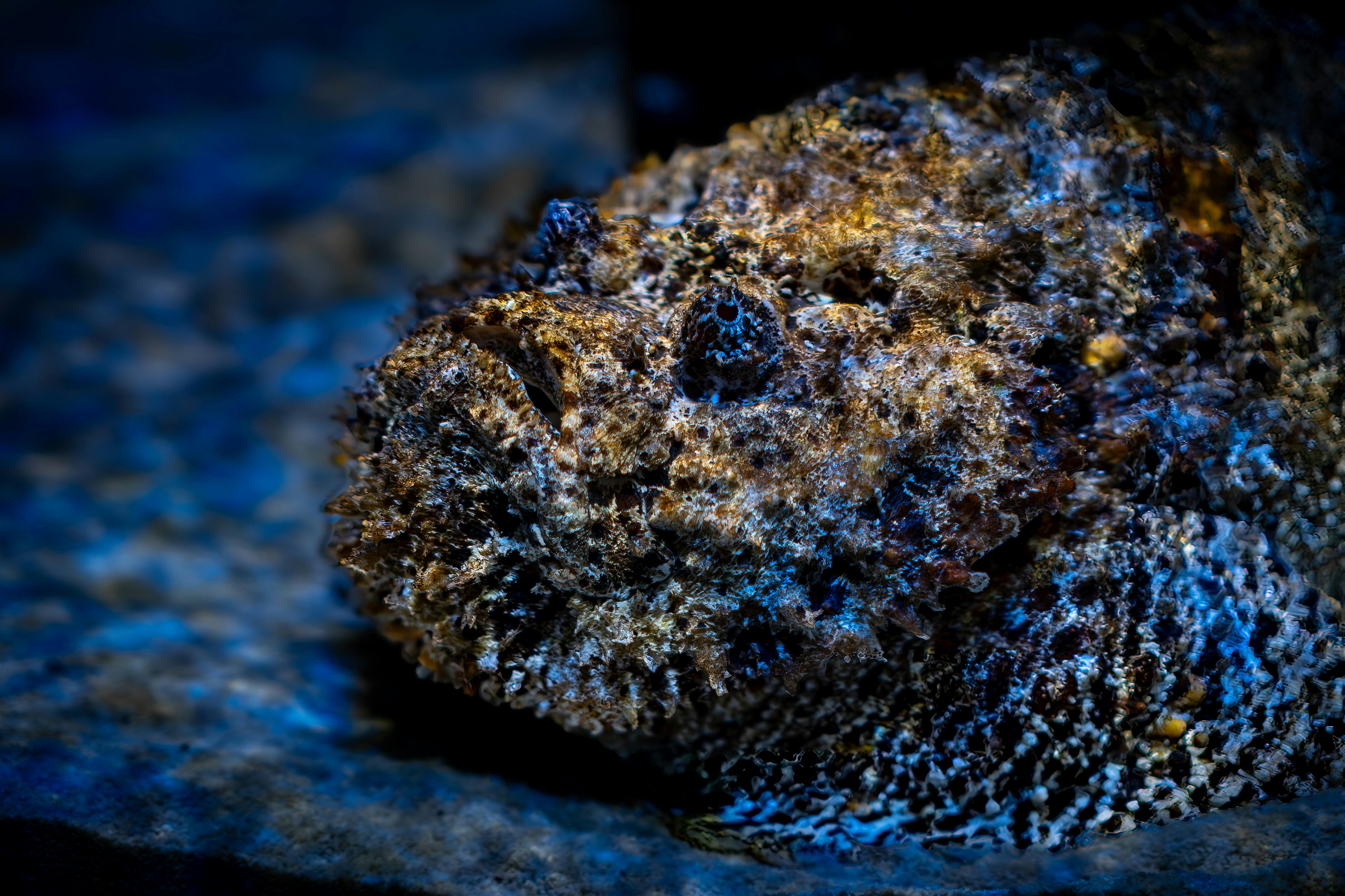Camouflage of Stonefish · Free Stock Photo