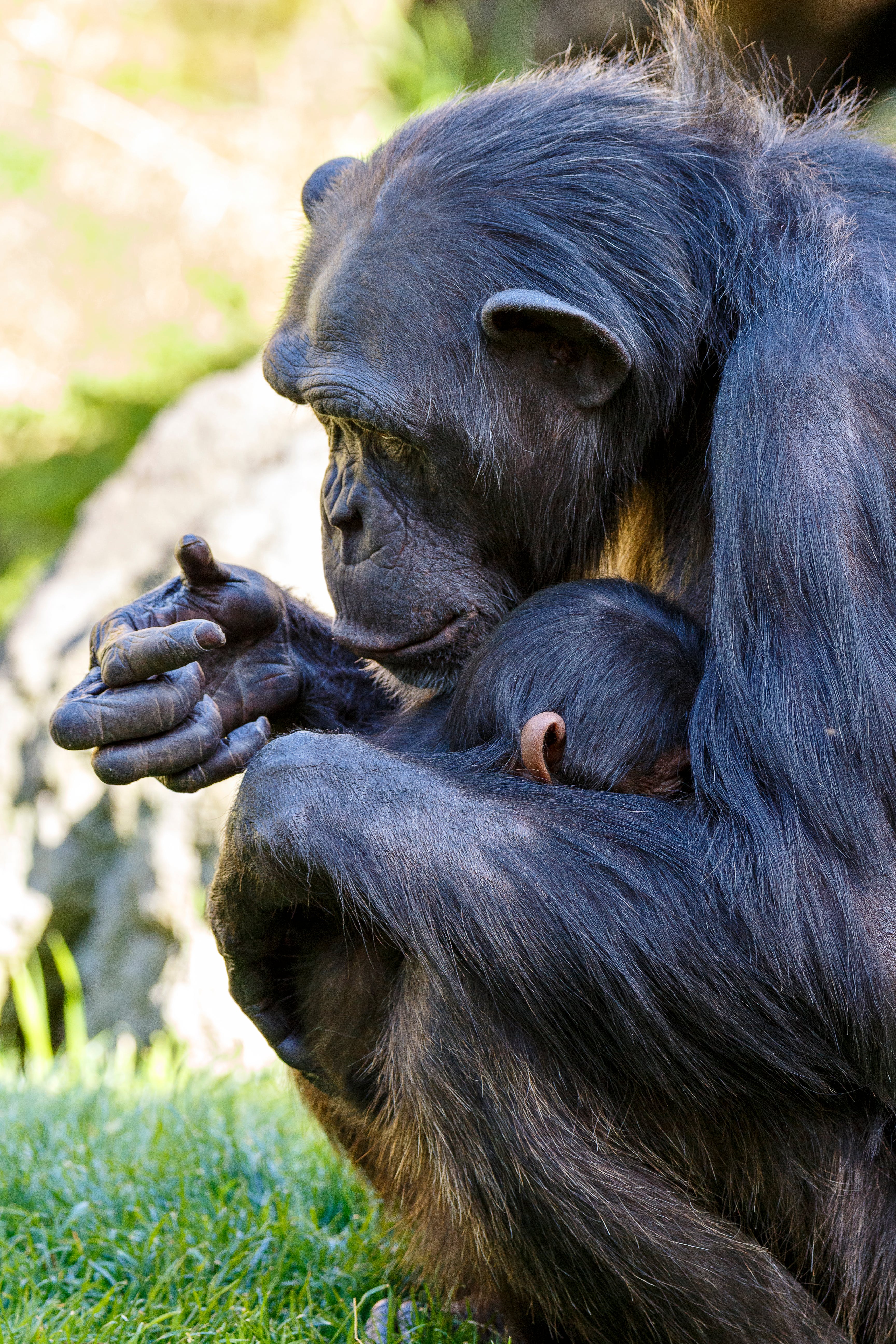 Chimpanzee with Infant · Free Stock Photo