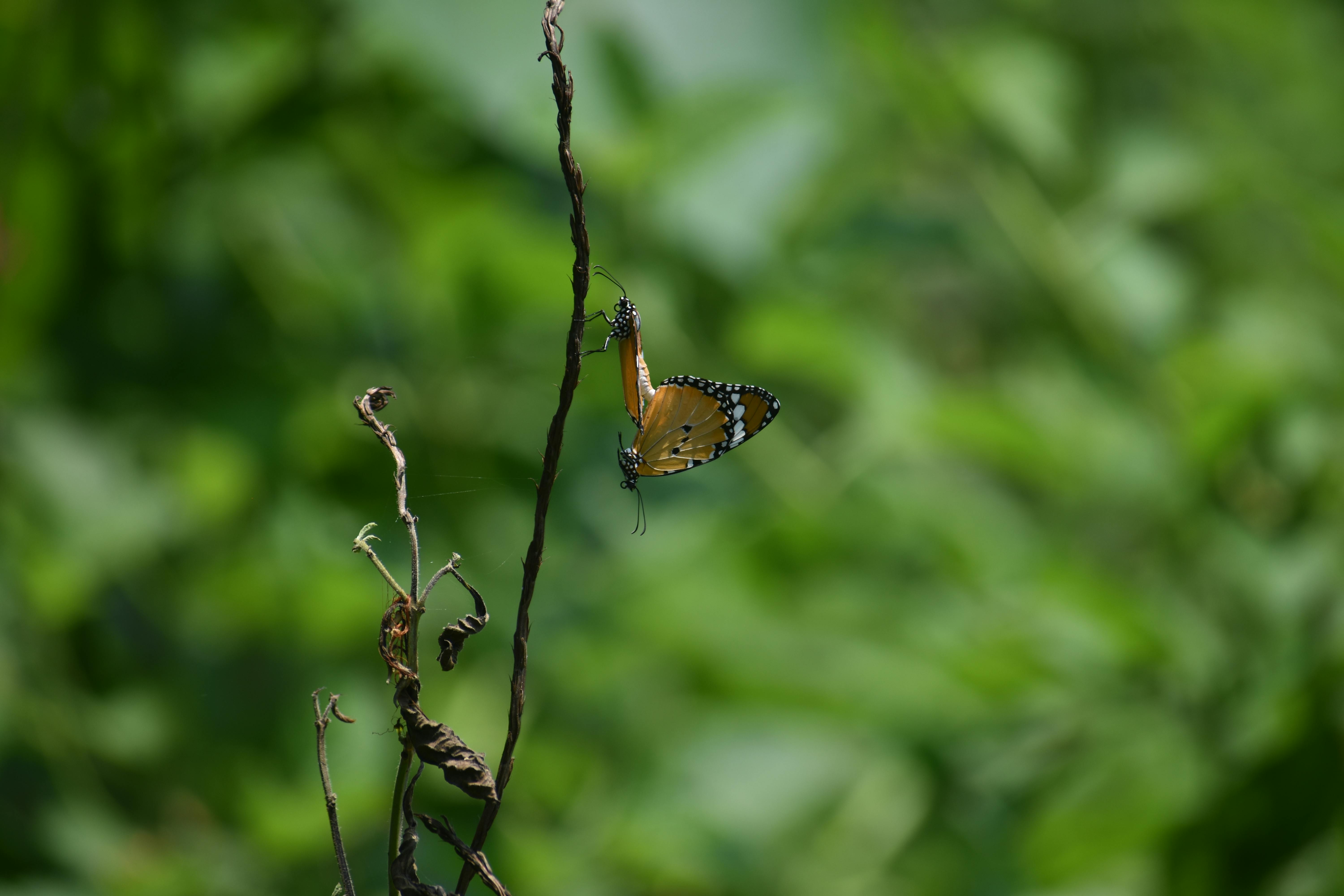 Insects Evolution Photos, Download The BEST Free Insects Evolution ...