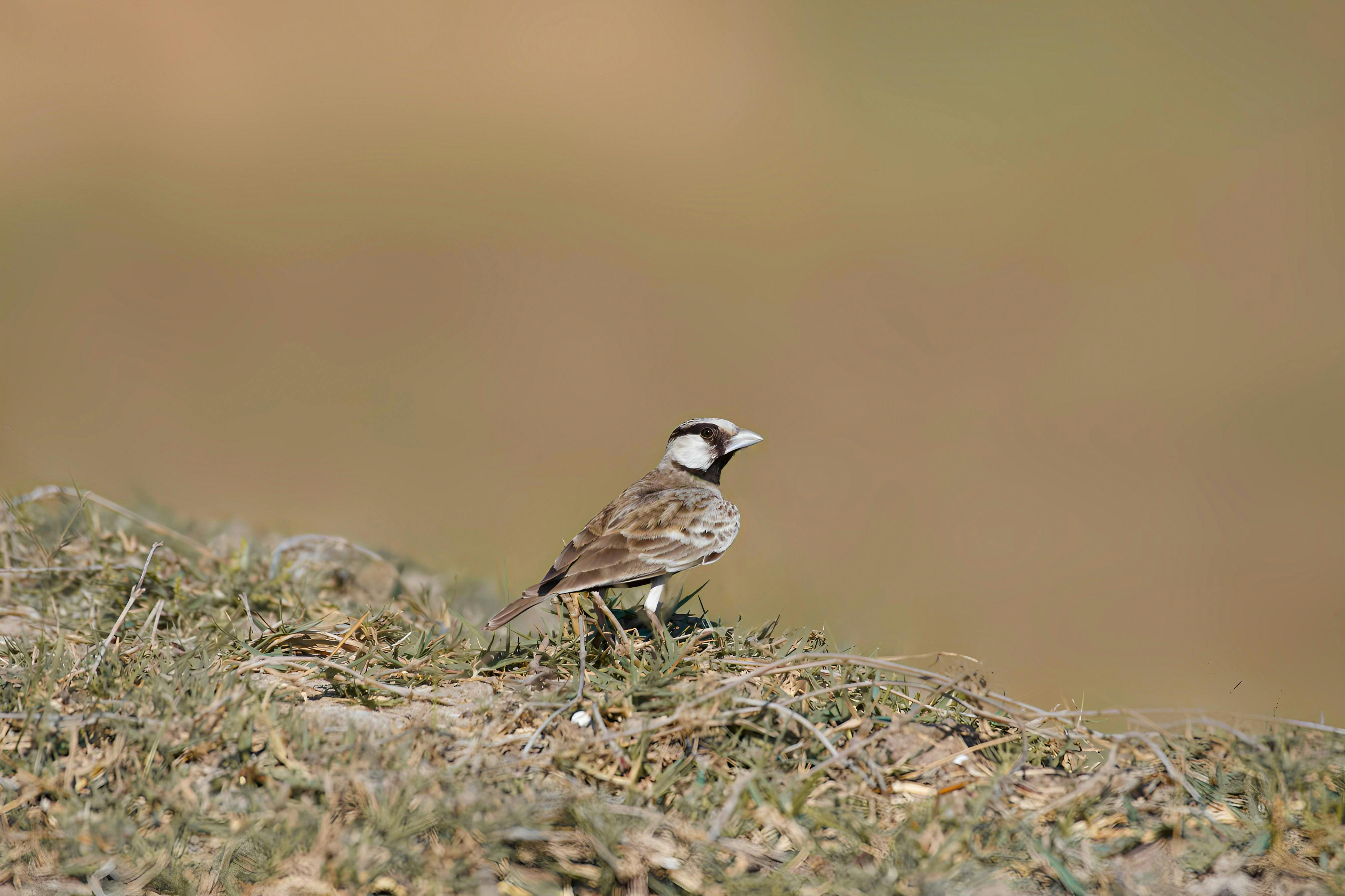 Foto de stock gratuita sobre al aire libre, alondra, alondra gorrión ...