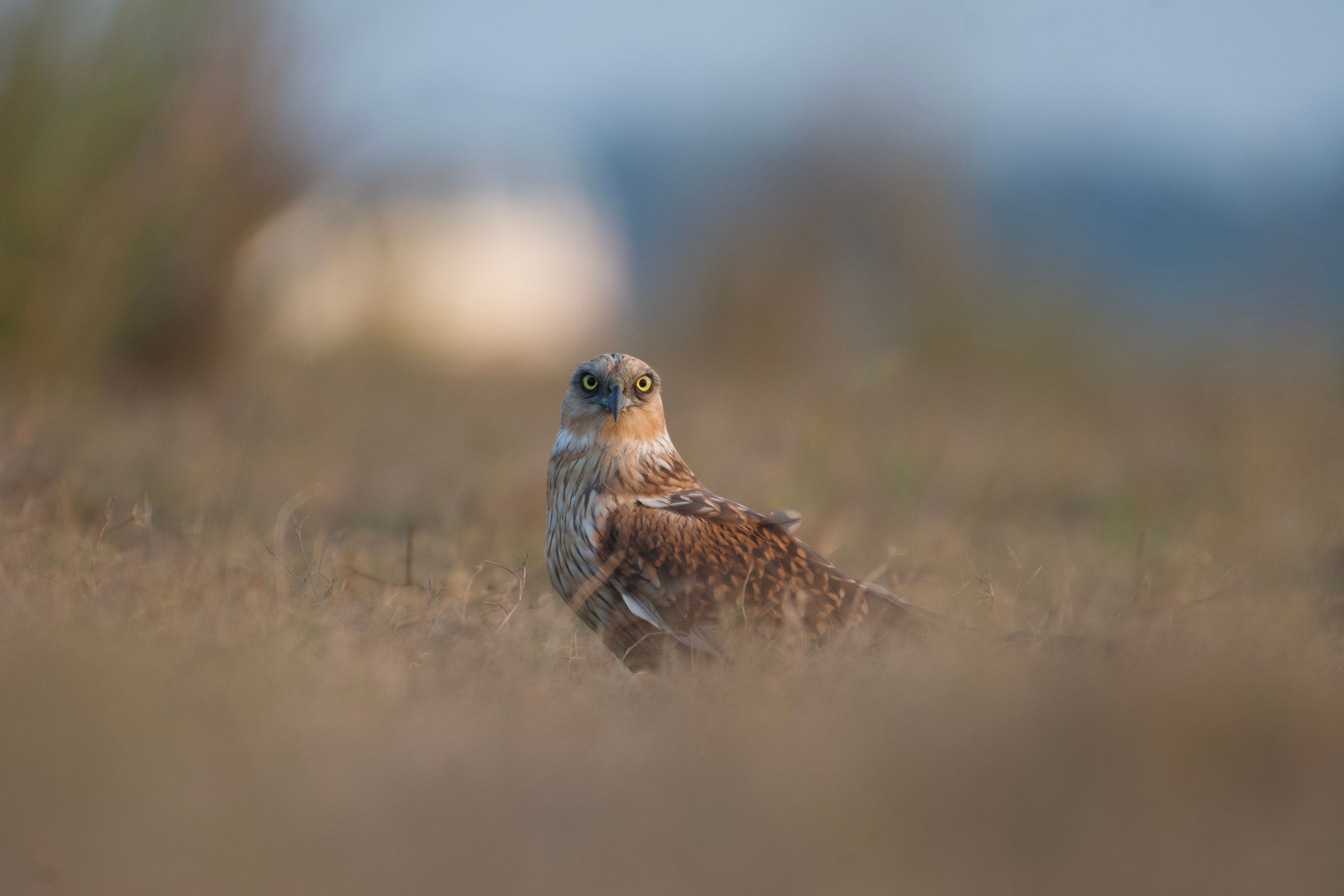 Falcon on Field · Free Stock Photo