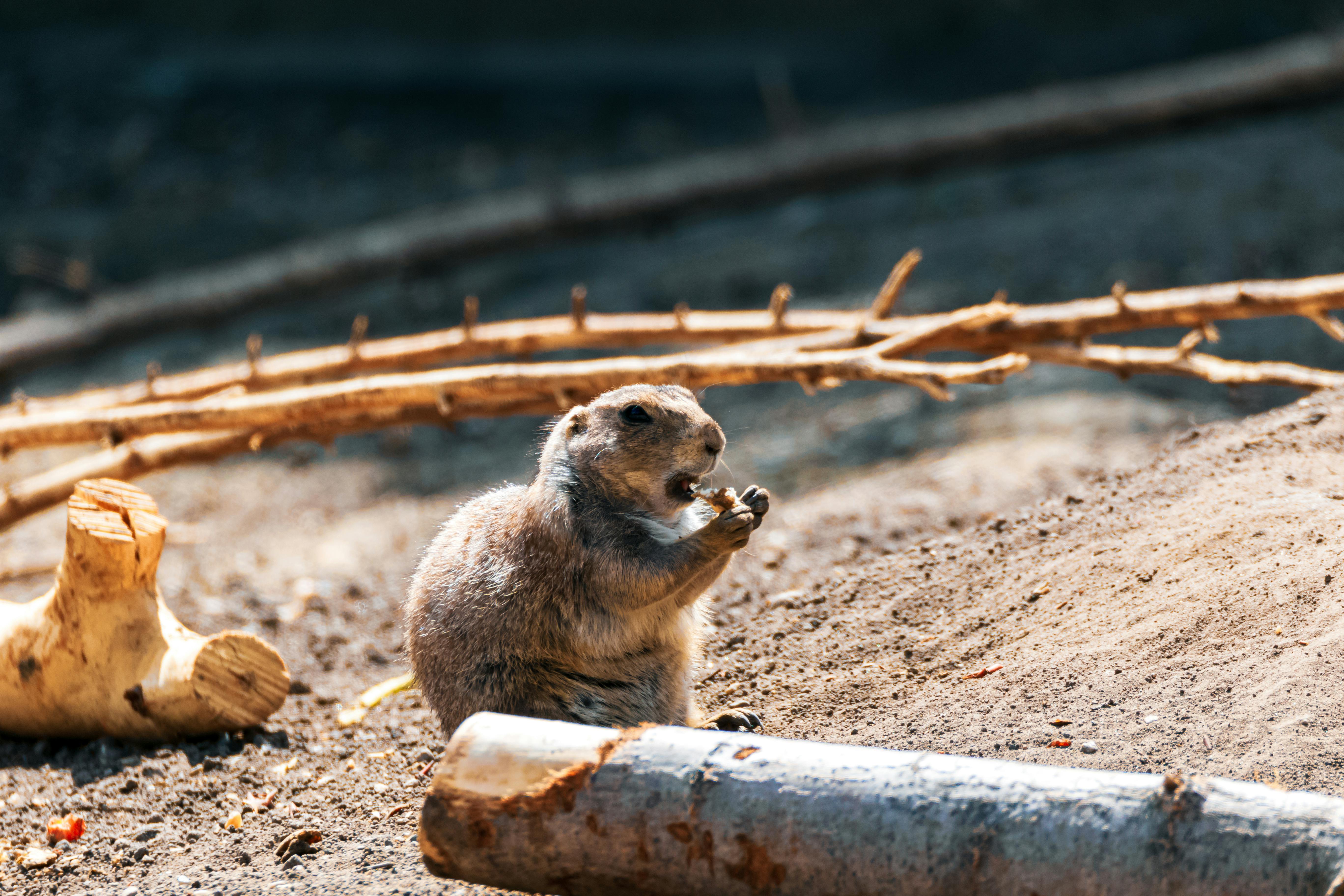 Brown and Gray Prairie Dog · Free Stock Photo