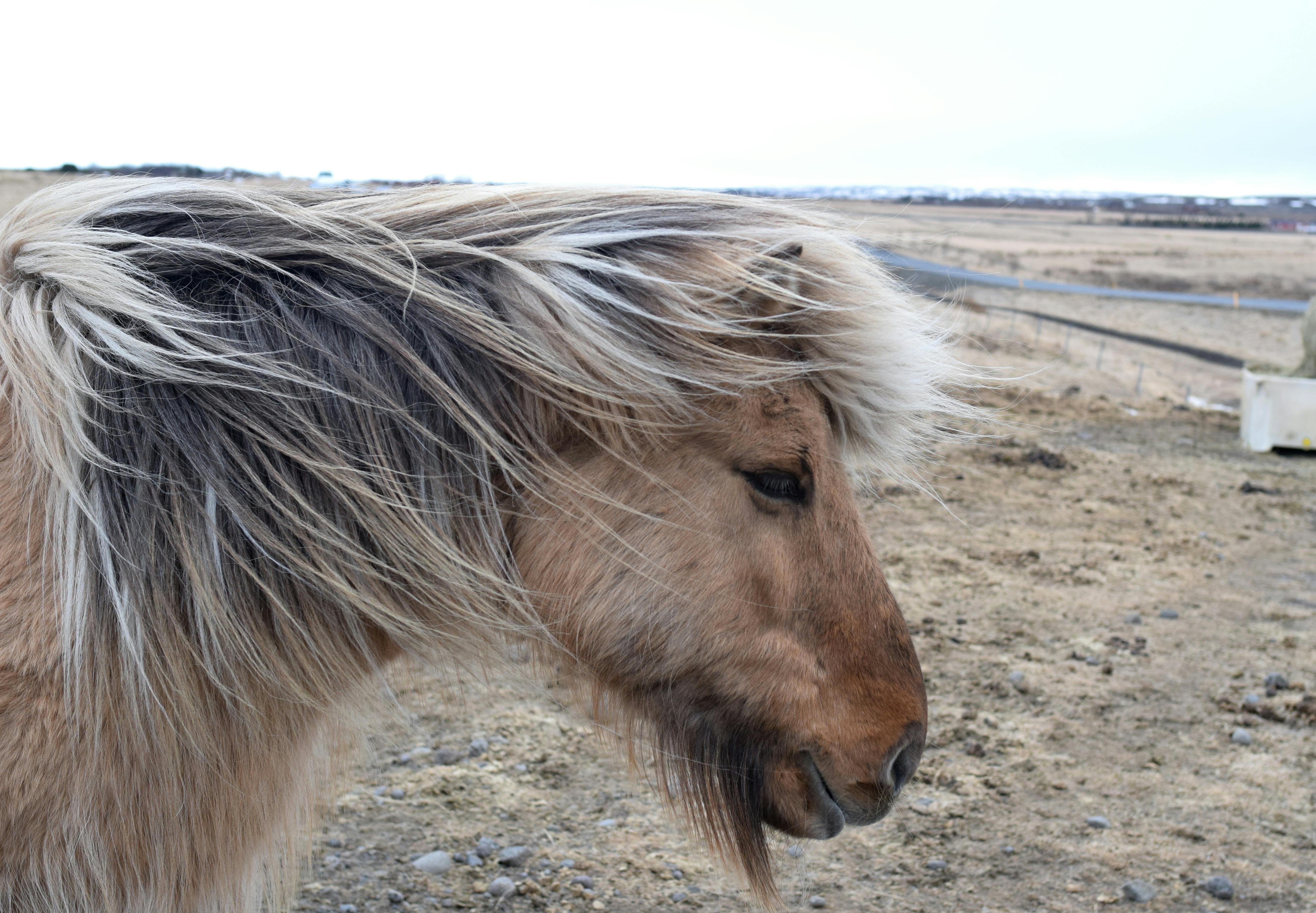 Foto de stock gratuita sobre caballo, caballo islandés, cabeza, crin ...